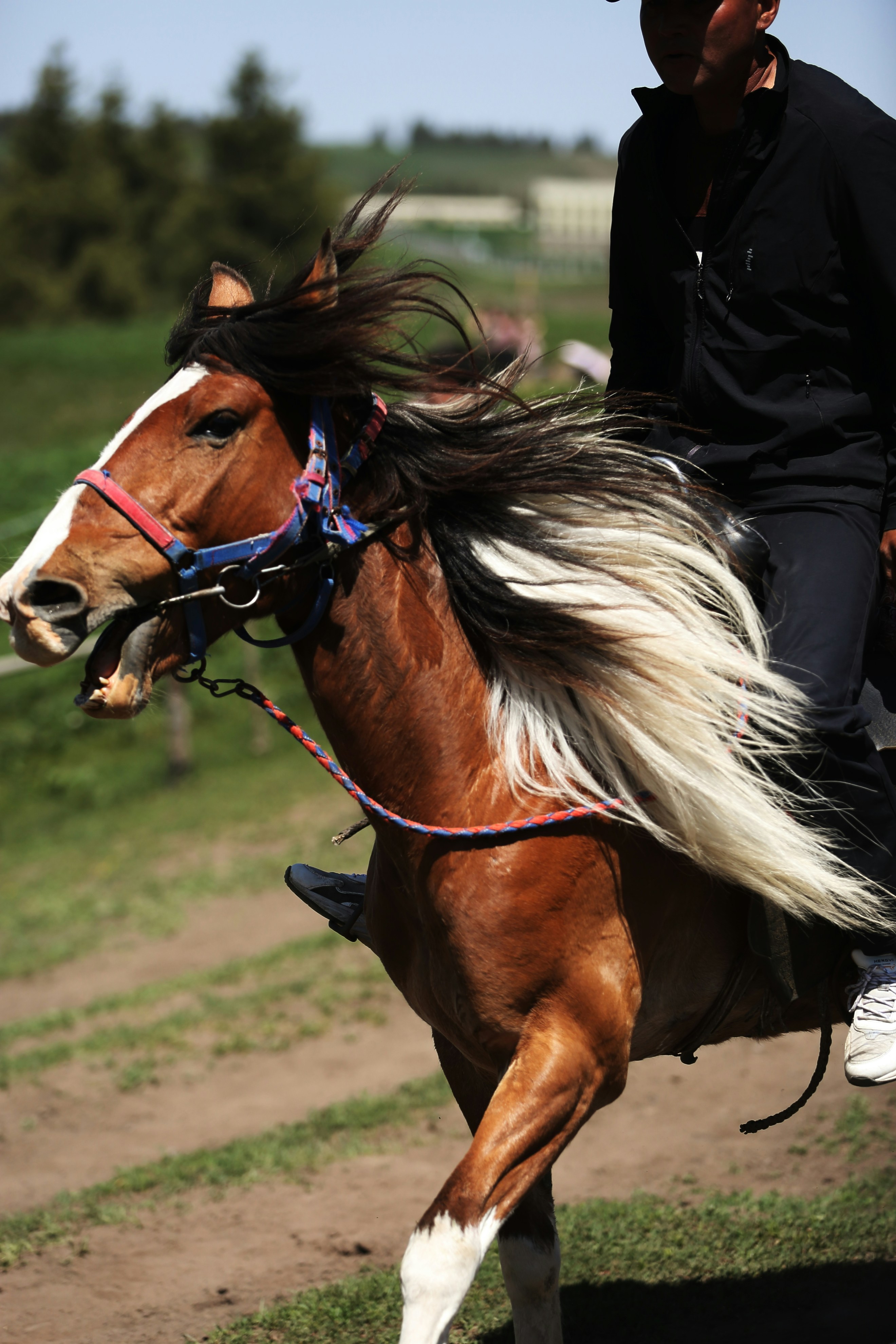 Chestnut in Full Gallop: White Mane Streaming on a Sunlit Track