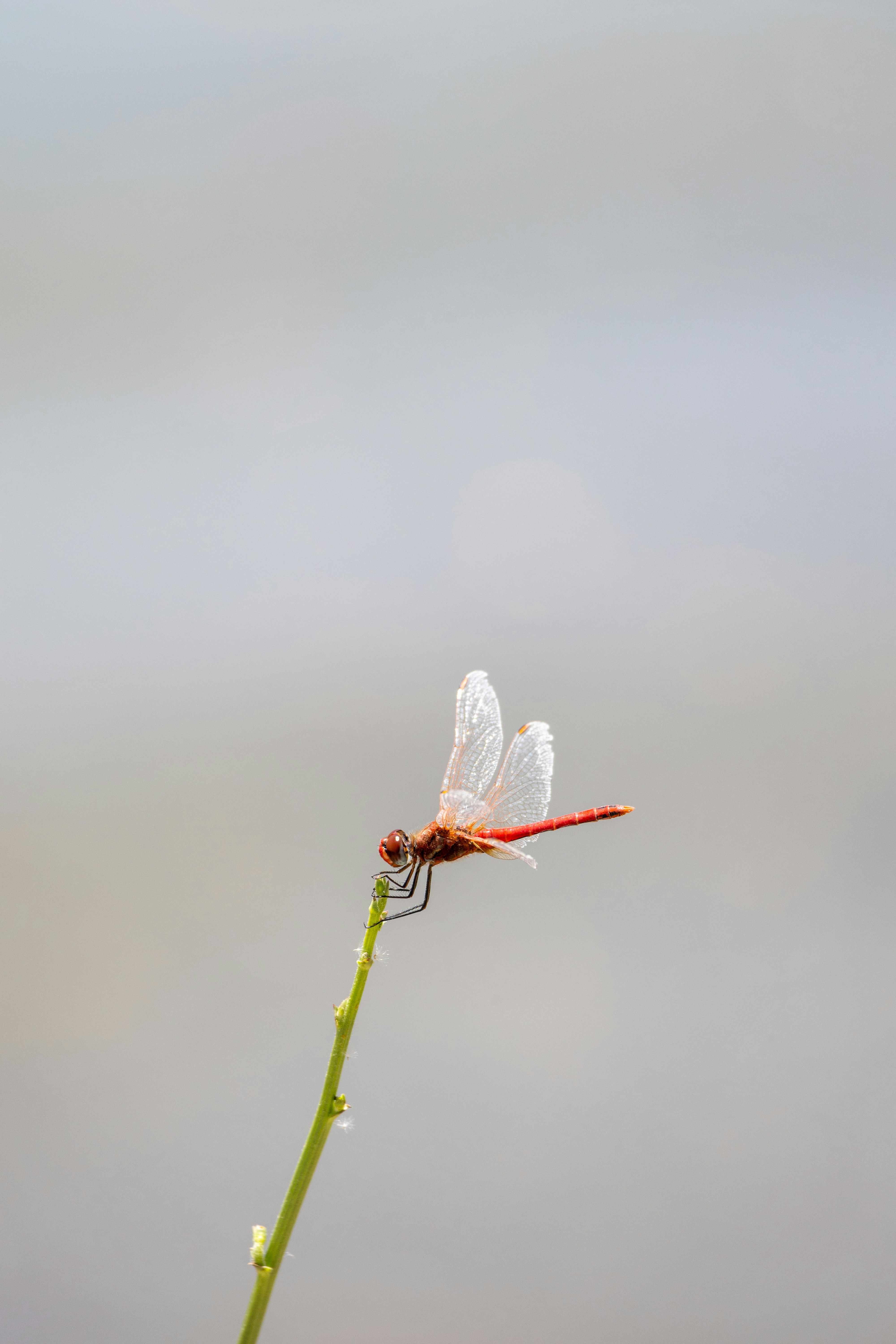 Crimson Dragonfly on a Needle-thin Stem Against a Soft, Blurred Backdrop