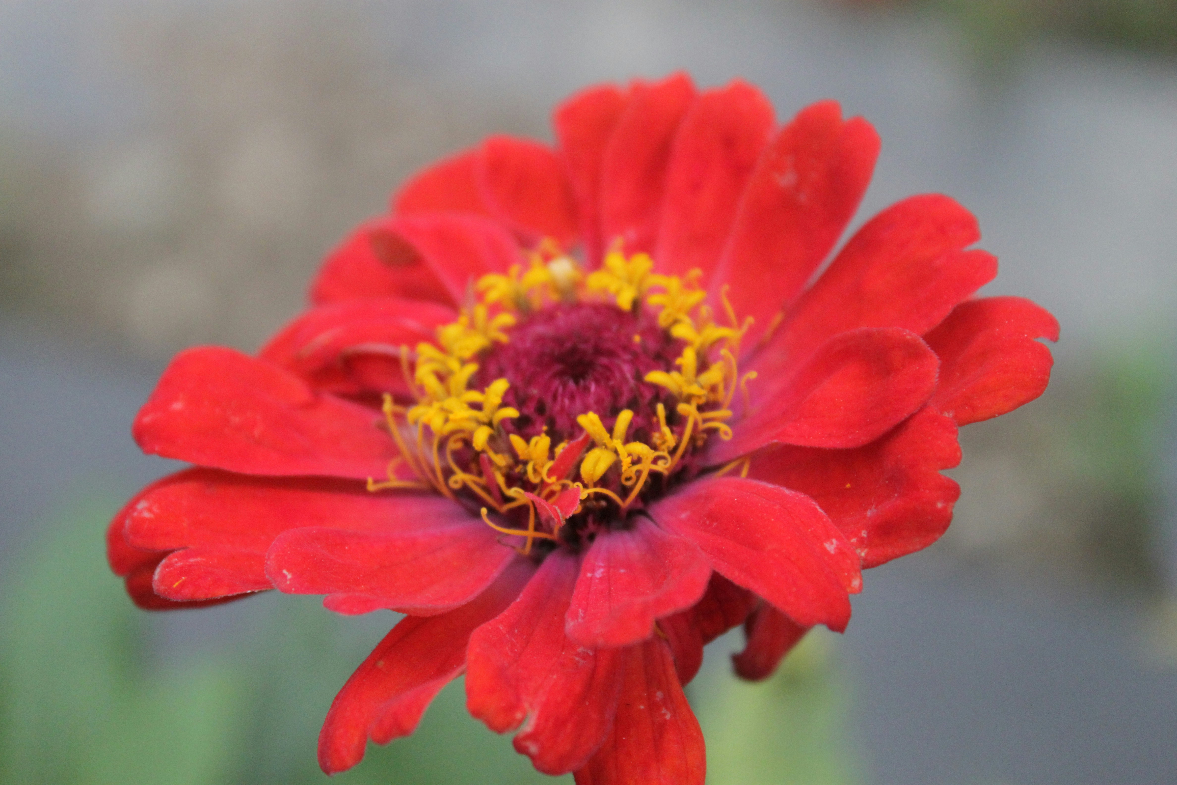 A vibrant macro photography capturing the intricate details of a red flower with a striking yellow center