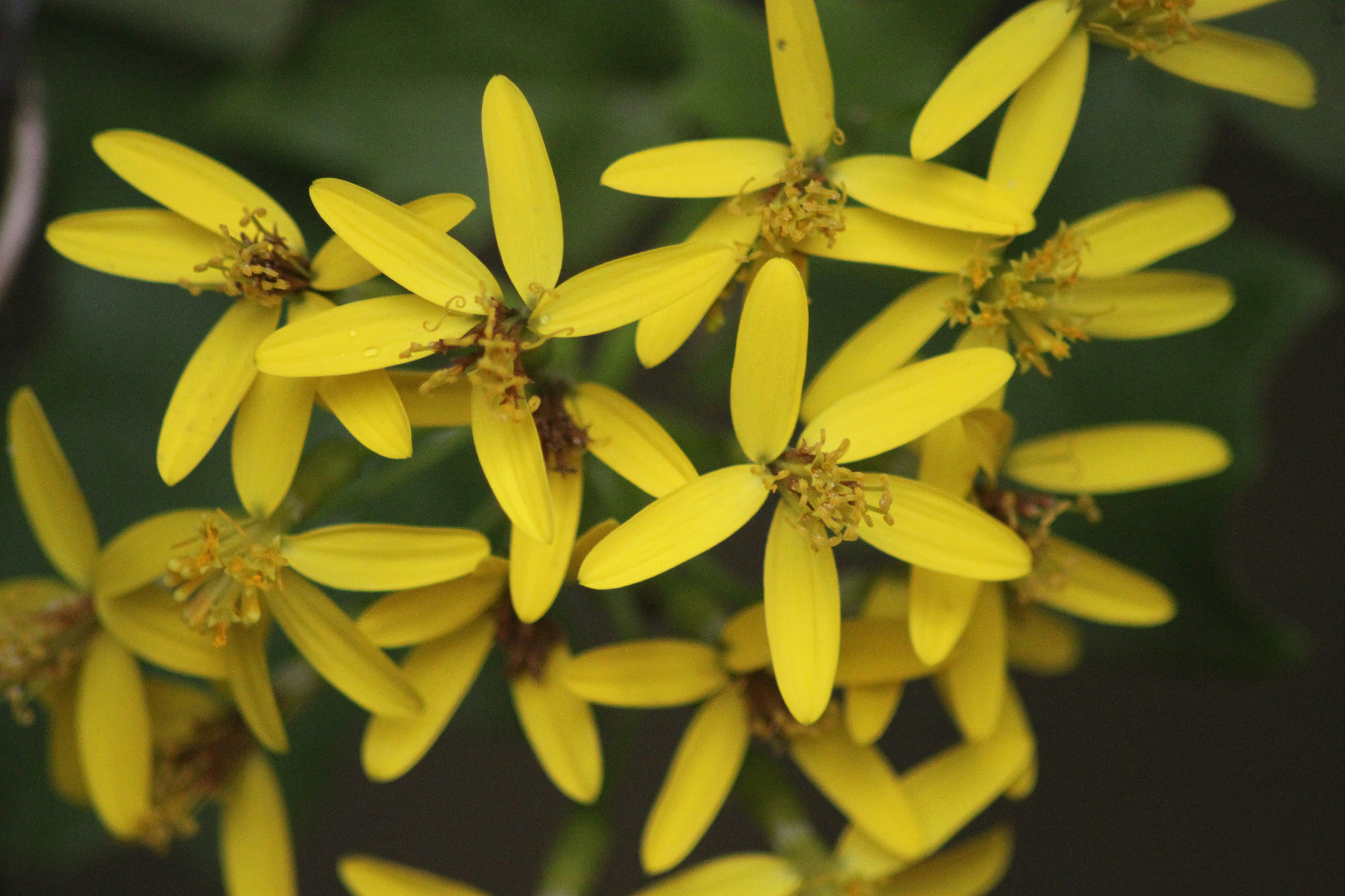 Auric Cluster: Close-Up Portrait of Golden Floral Sprigs