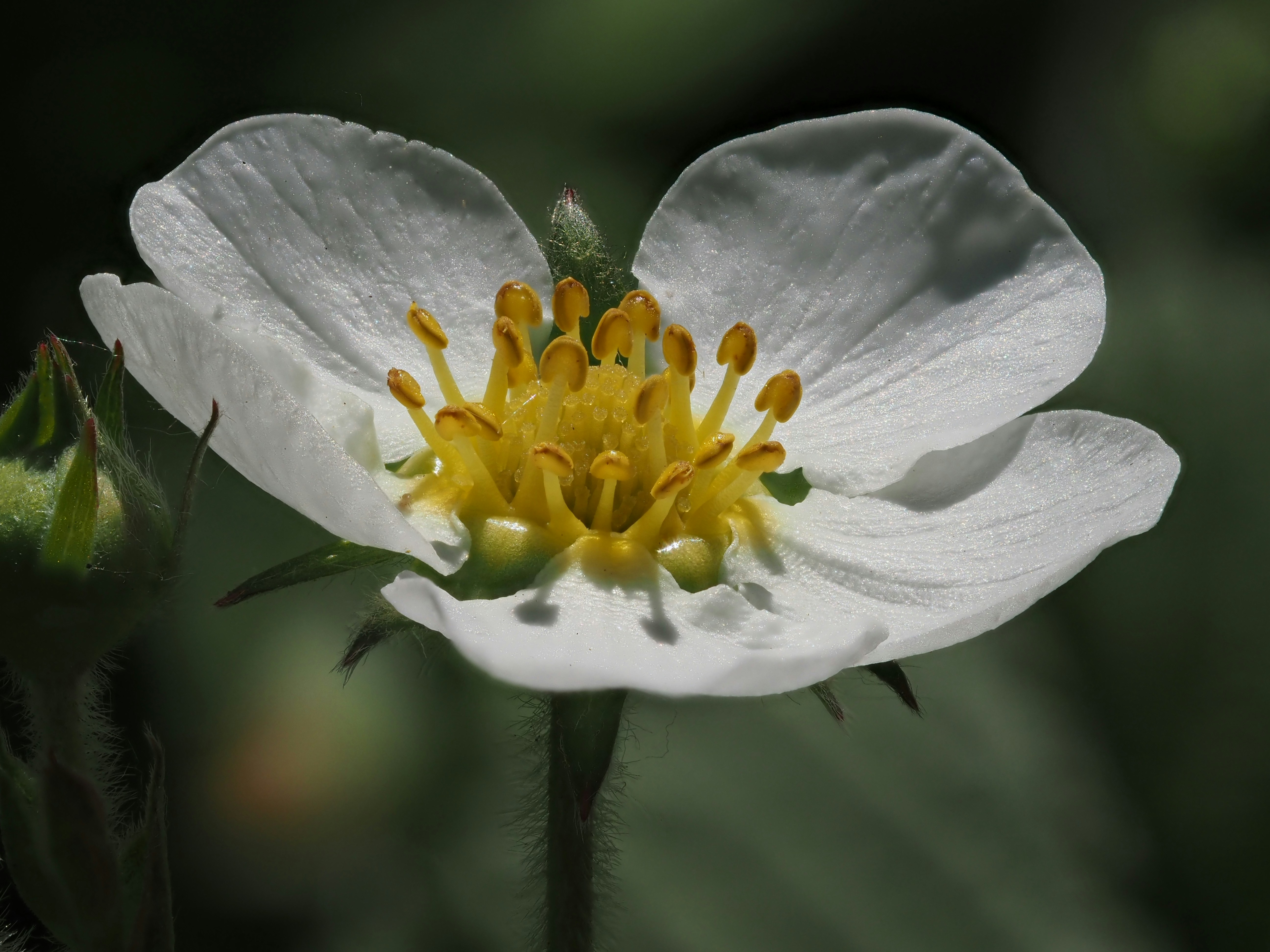 Centerstage White Bloom: Sunlit Core in Velvet Shadow