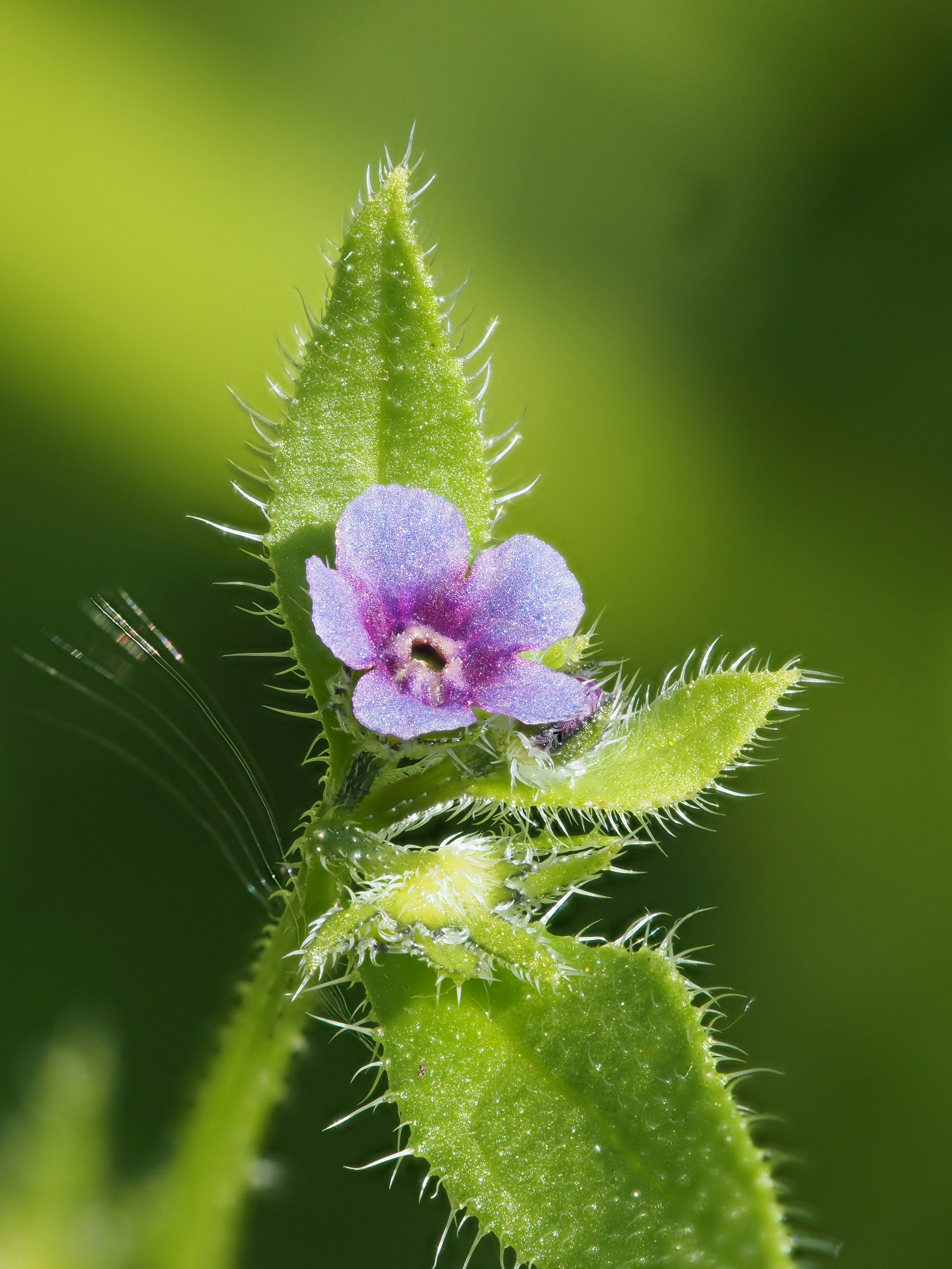 Purple bloom amid spiky green bracts: a close-up of a tiny wildflower