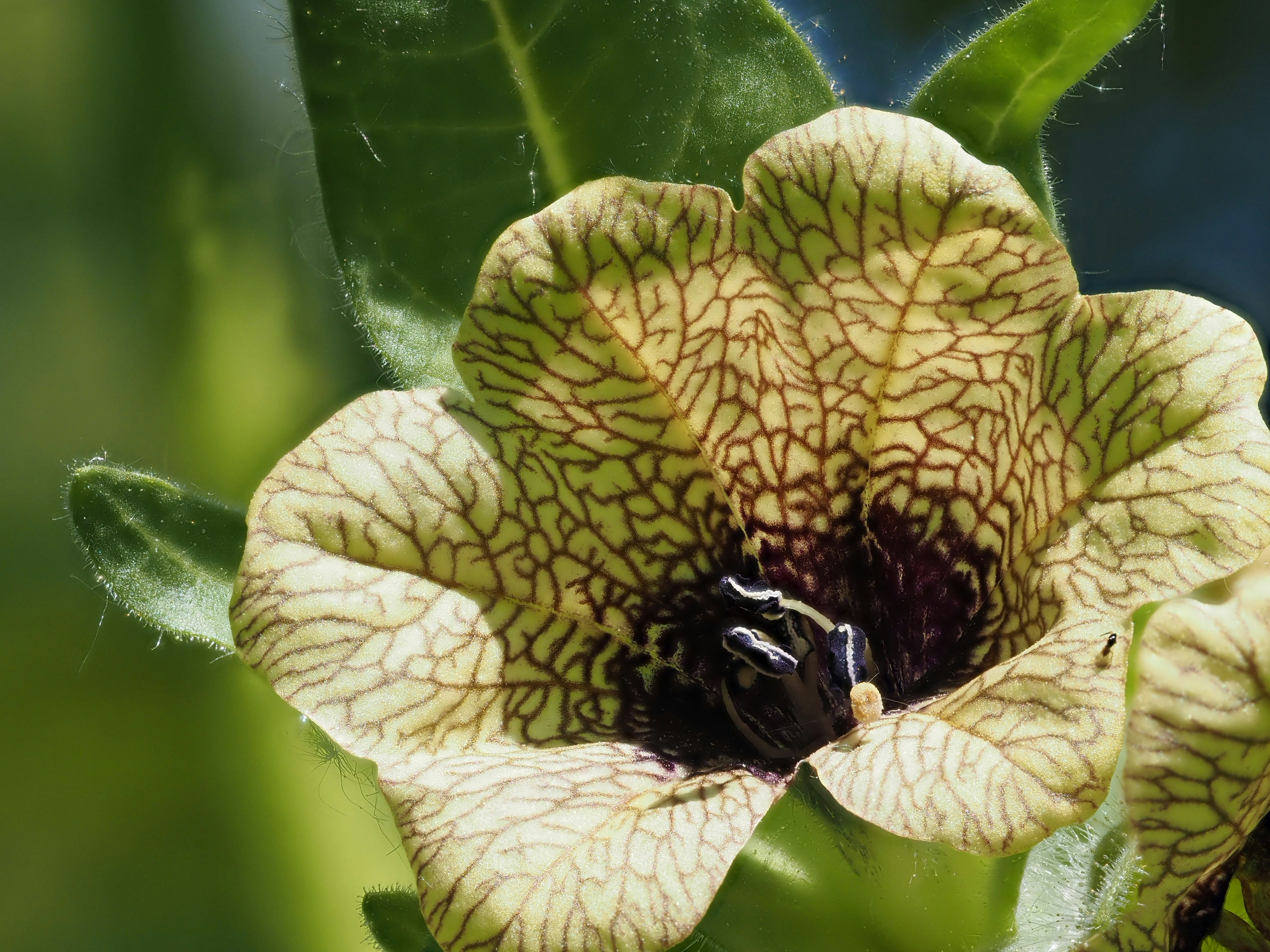 Cream-Veined Bloom: Macro Portrait of Veins and a Dark Heart