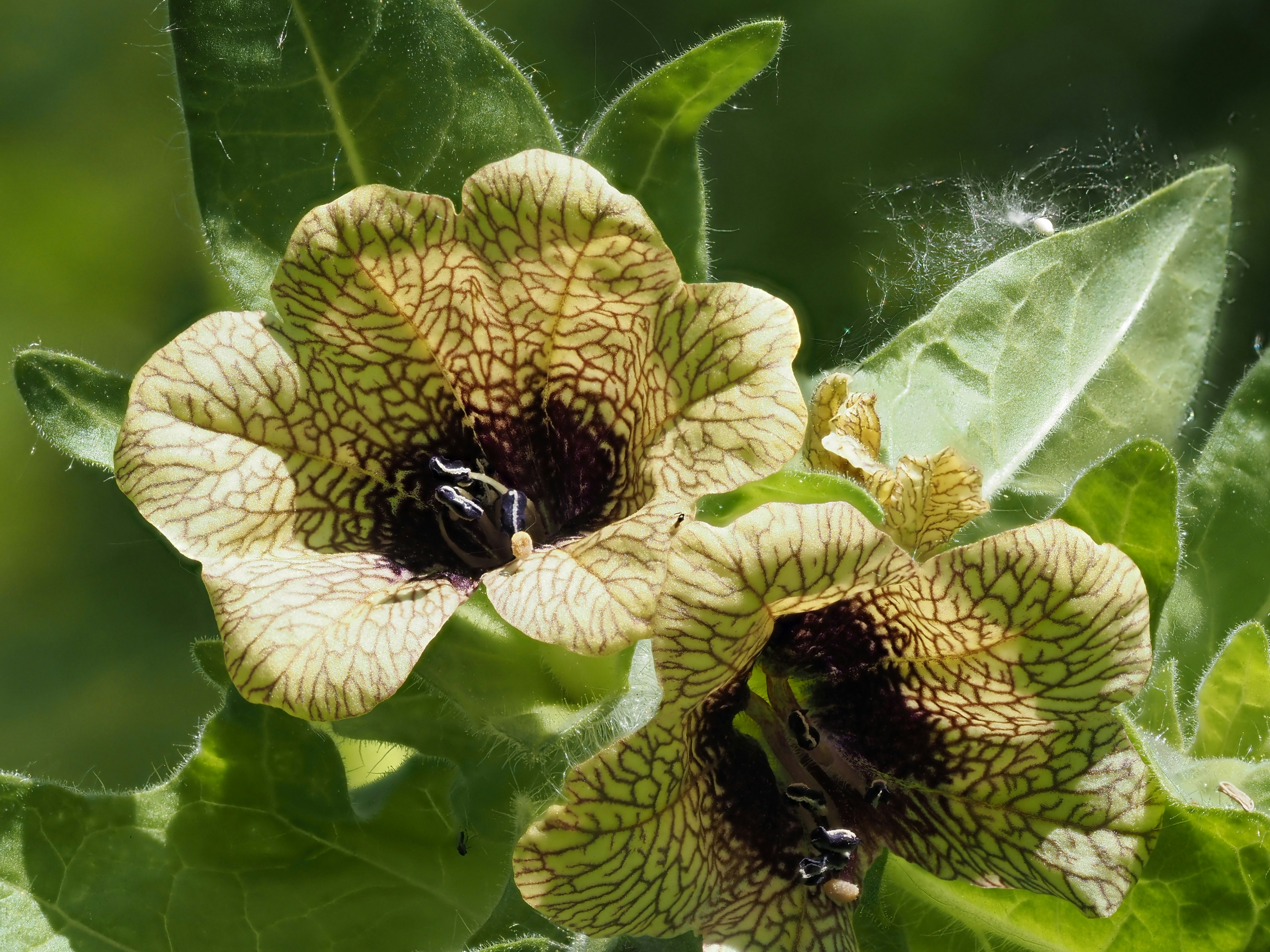 Two brown and white flowers with green leaves photo – Free Flower Image ...