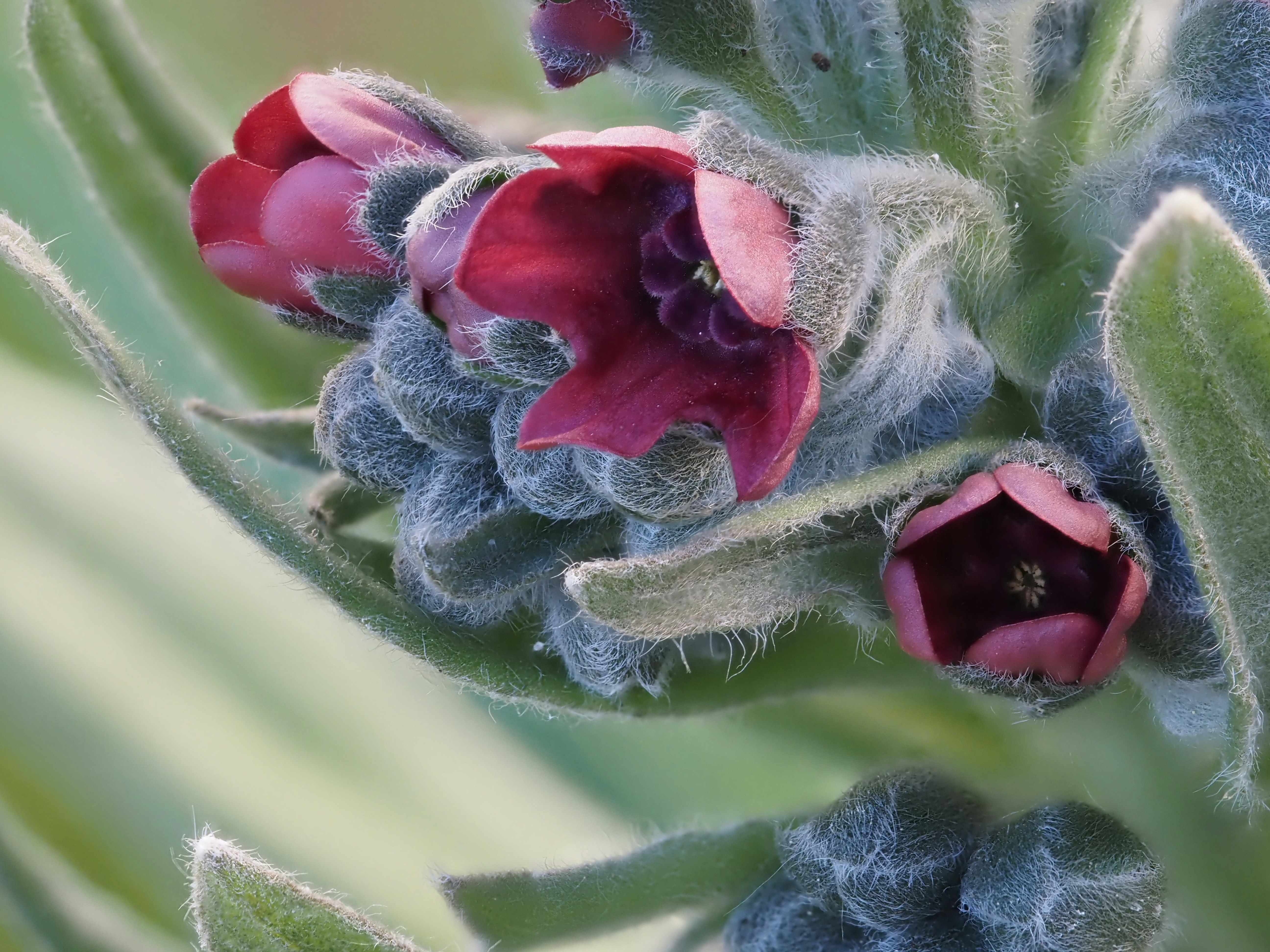 Furry Velvet Buds: Close-Up of Cryptic Violet Blooms