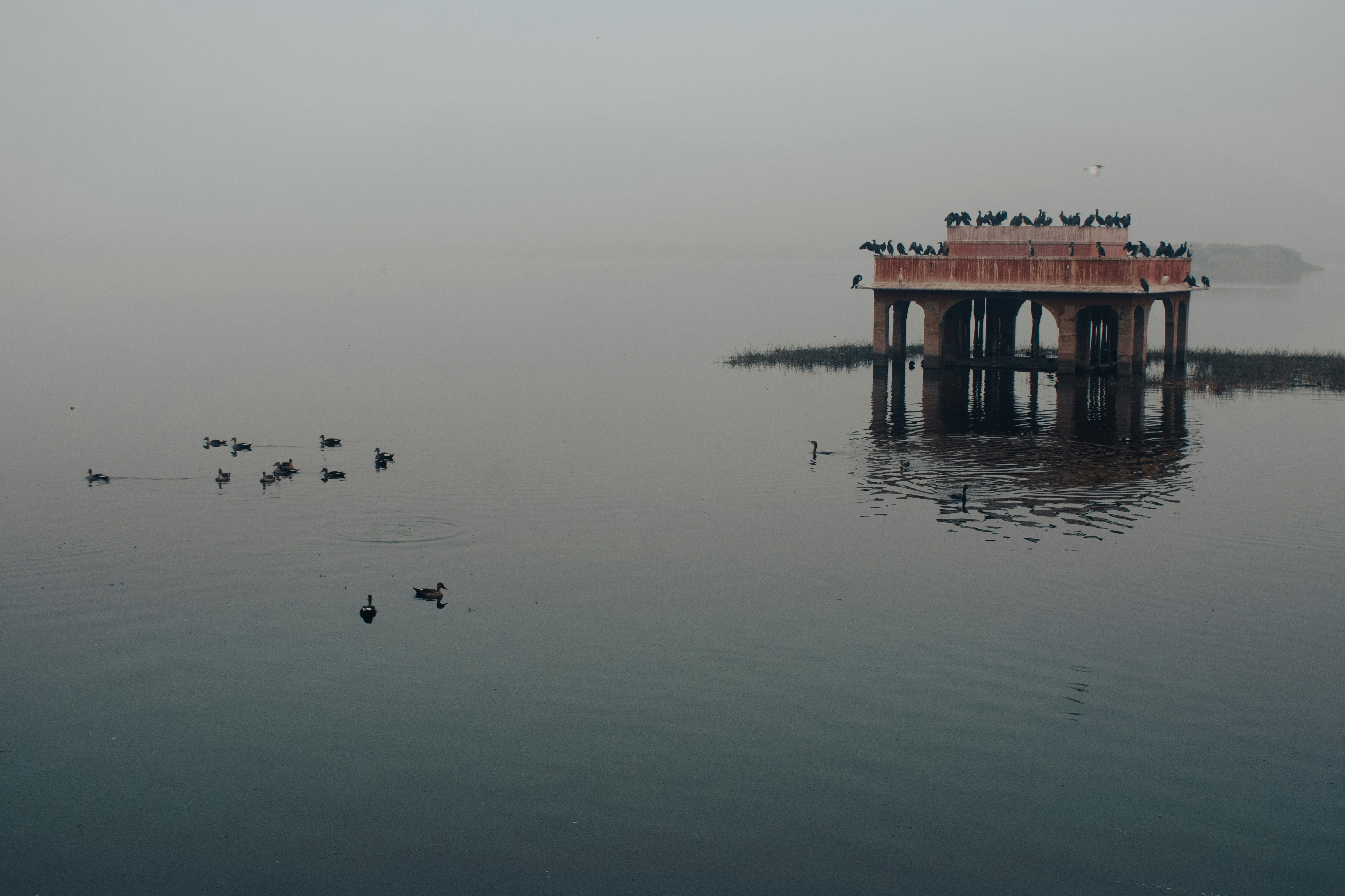 Quiet Assembly of Seabirds on a Distant Pier