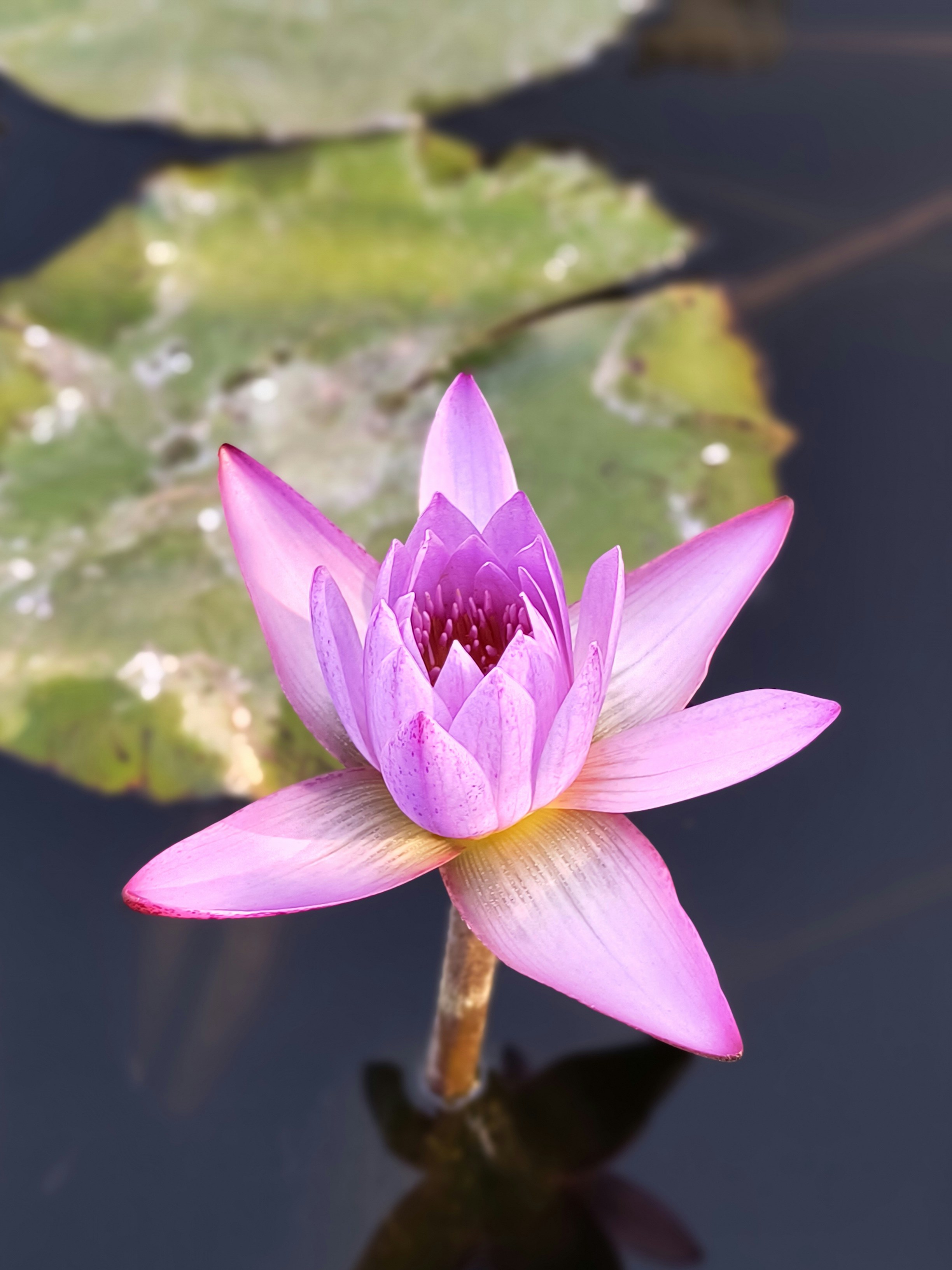 Photo by Kyra Brown with Motorola Edge 40 Neo