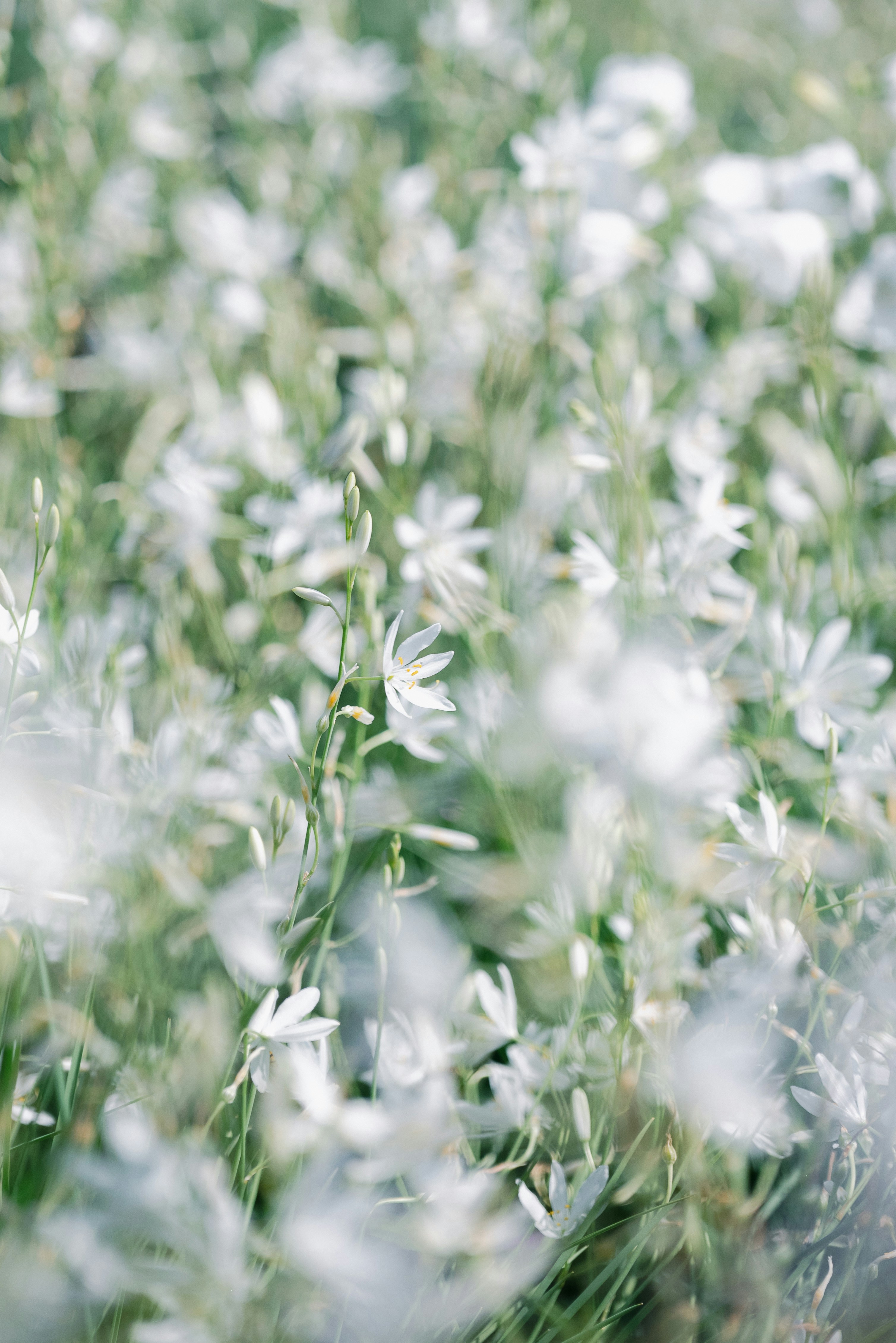 a bunch of flowers that are in the grass