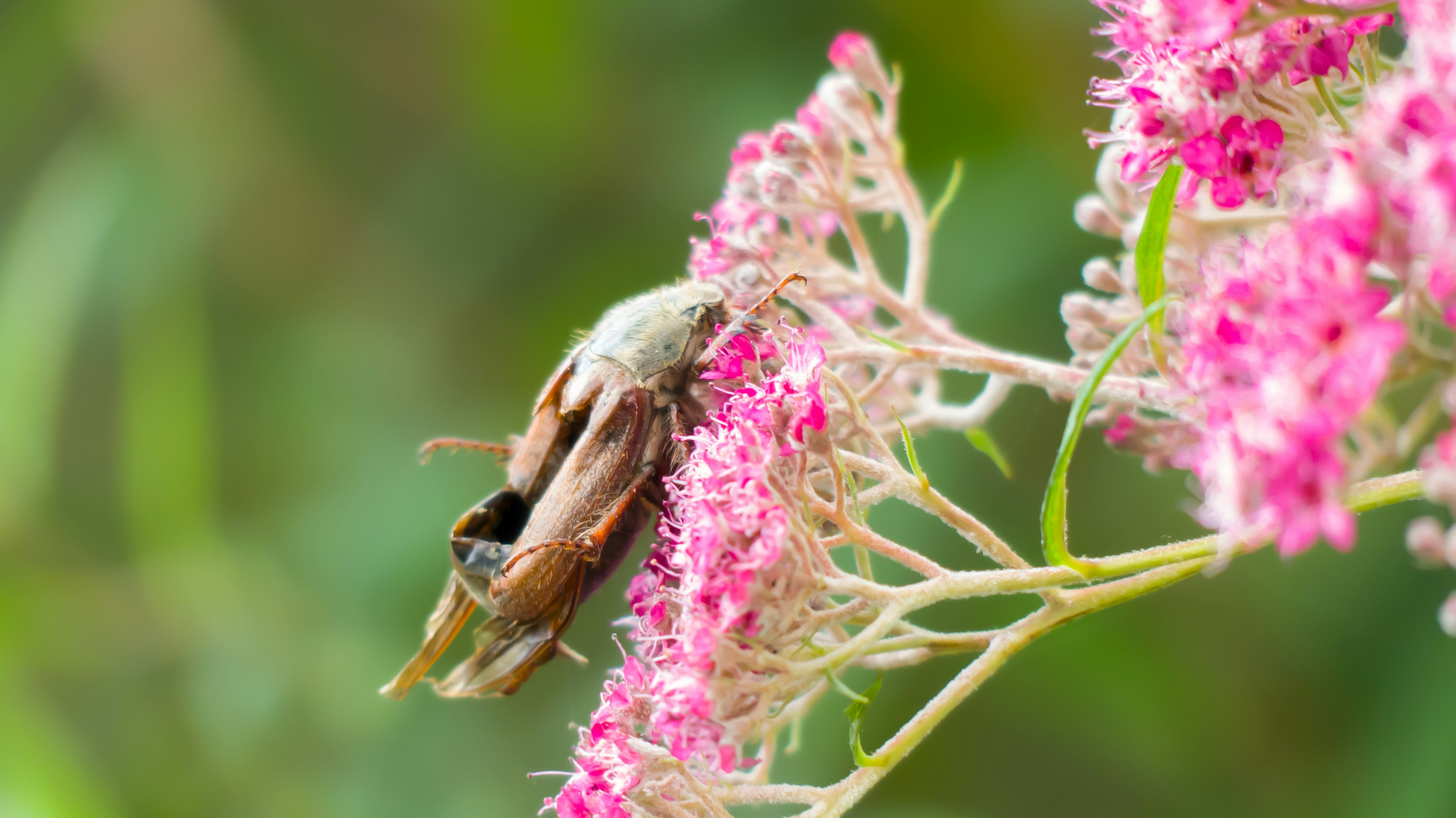 Amber Bee on a Pink Spike: A Macro Moment in Bloom