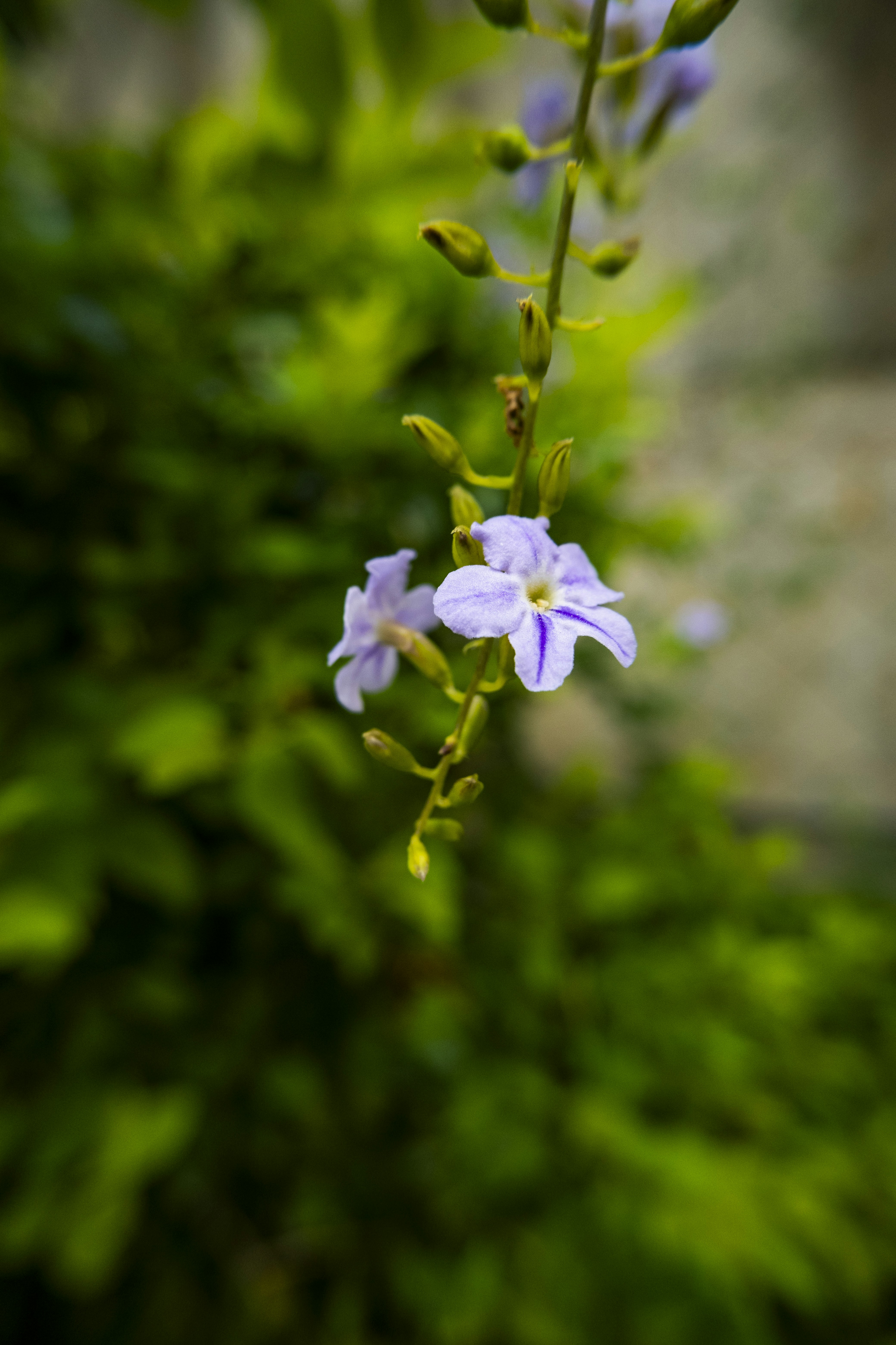 Lavender Bloom on a Slender Stem Against Verdant Blur