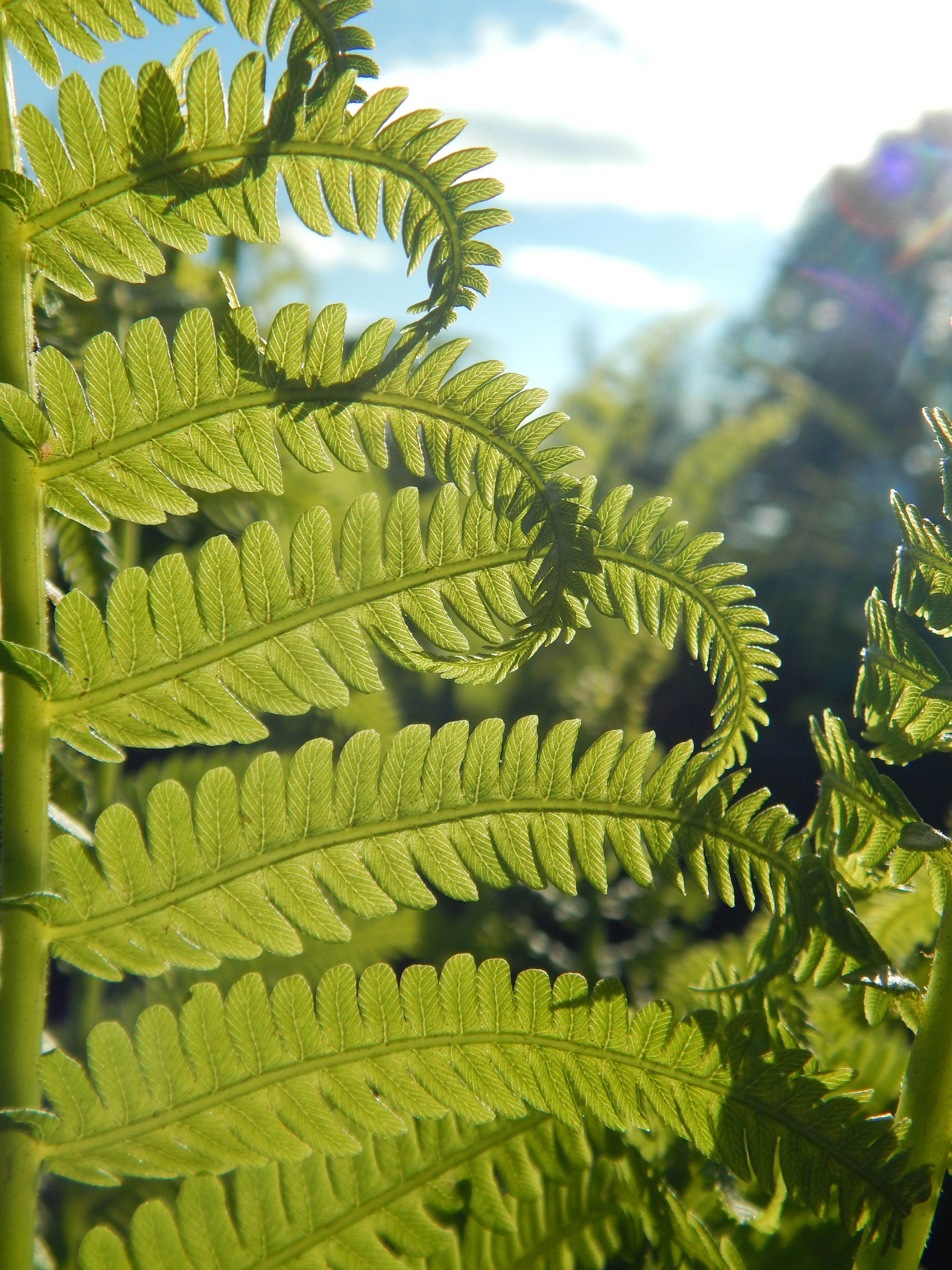Sunlit Fern Fronds: A Closeup of Spring Solidity
