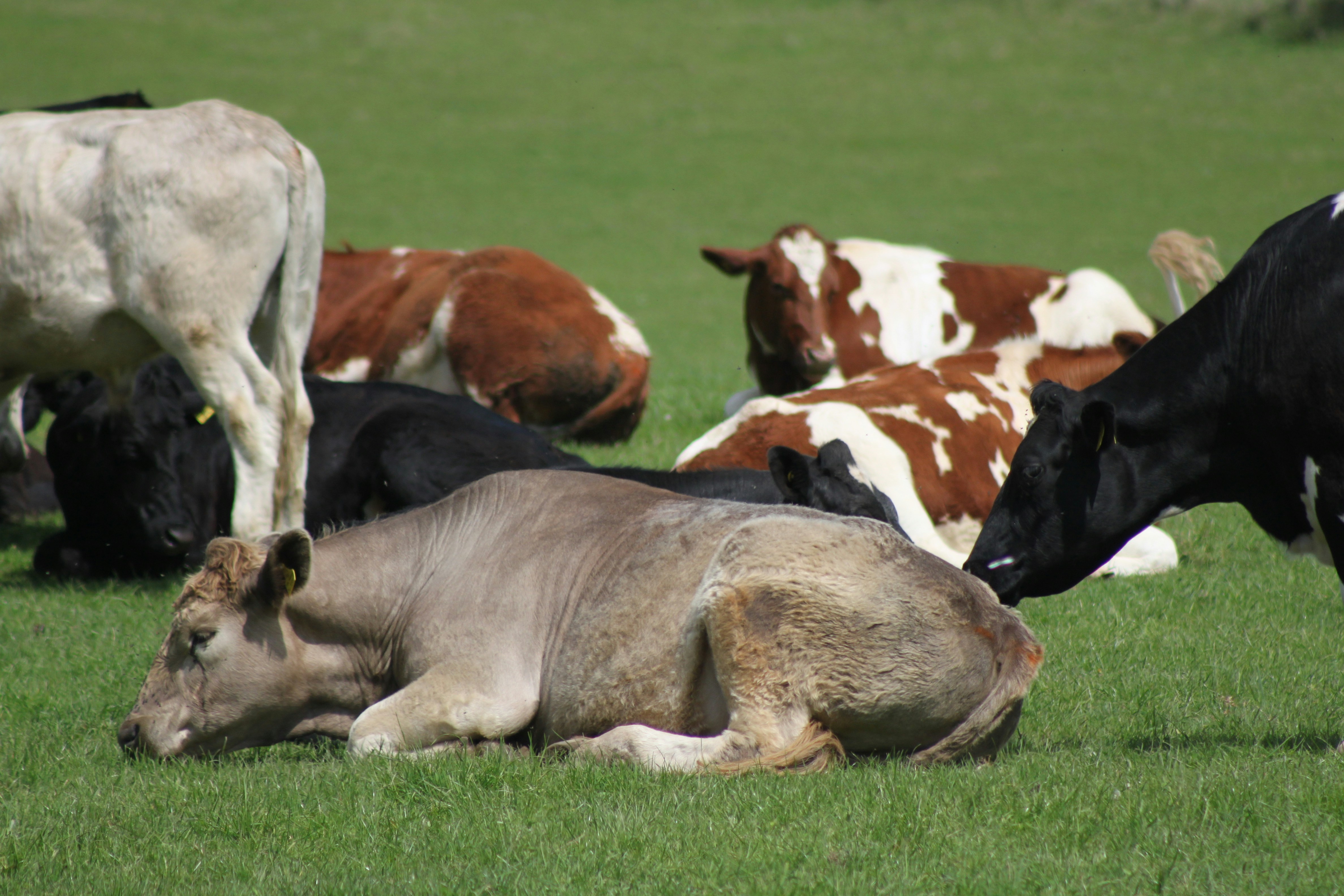 Nap in the Meadow: A Brown Cow Dozes as the Herd Grazes in Sunlit Pasture