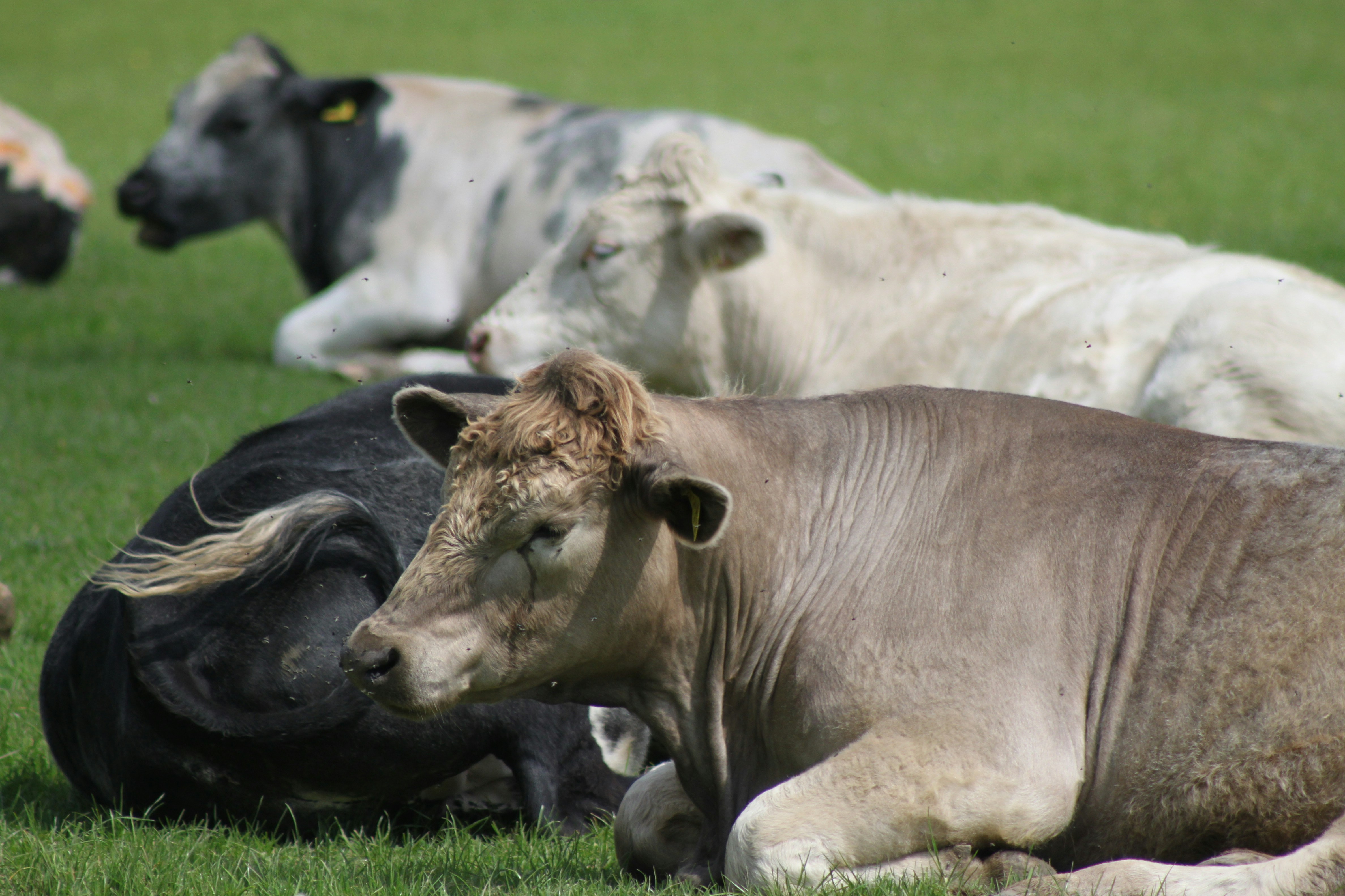 Brown Cow in the Foreground, Dozing in a Green Meadow Among the Resting Herd