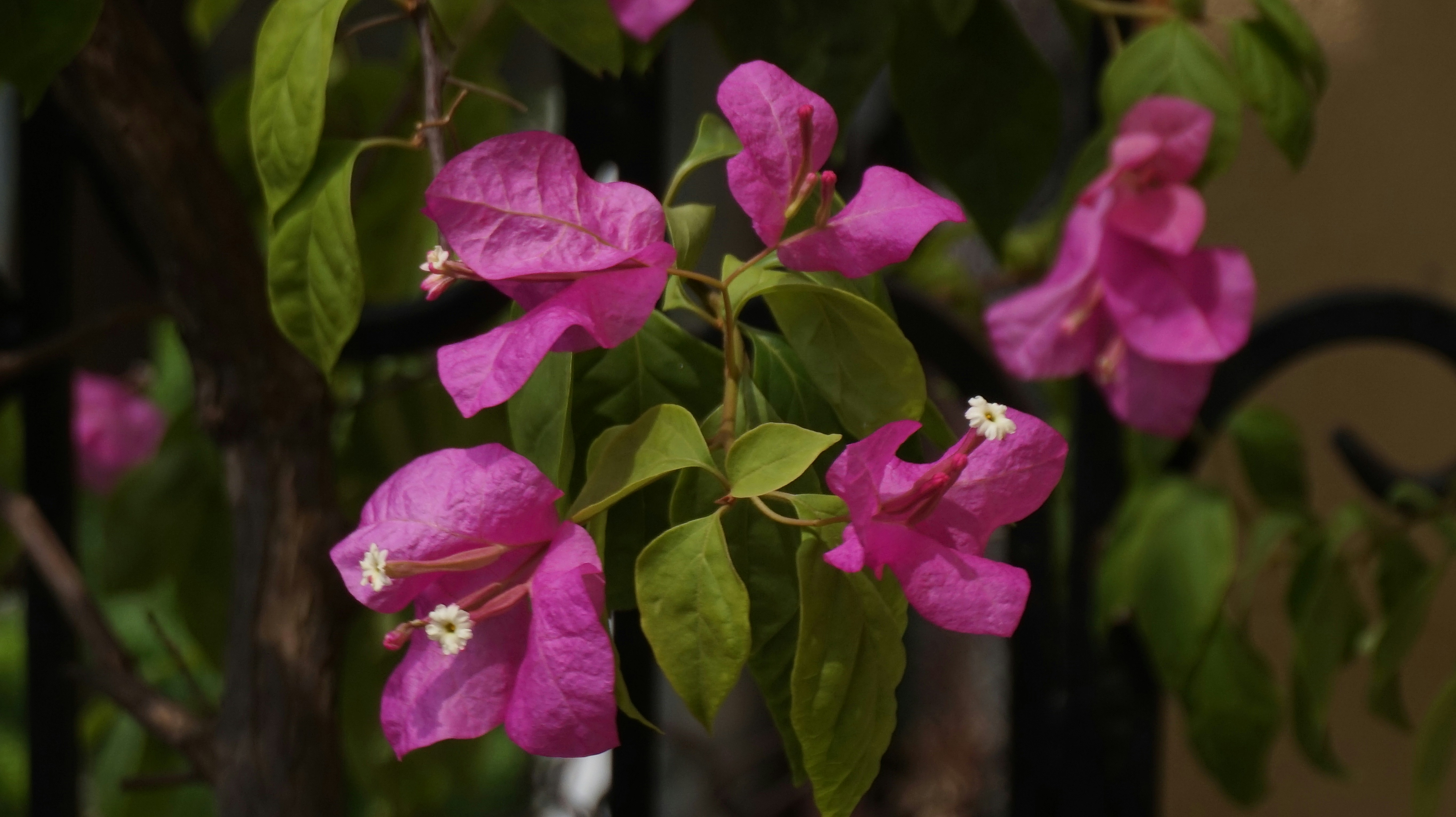 Bougainvillea in Focus: Neon Pink Bracts Against Quiet Greens