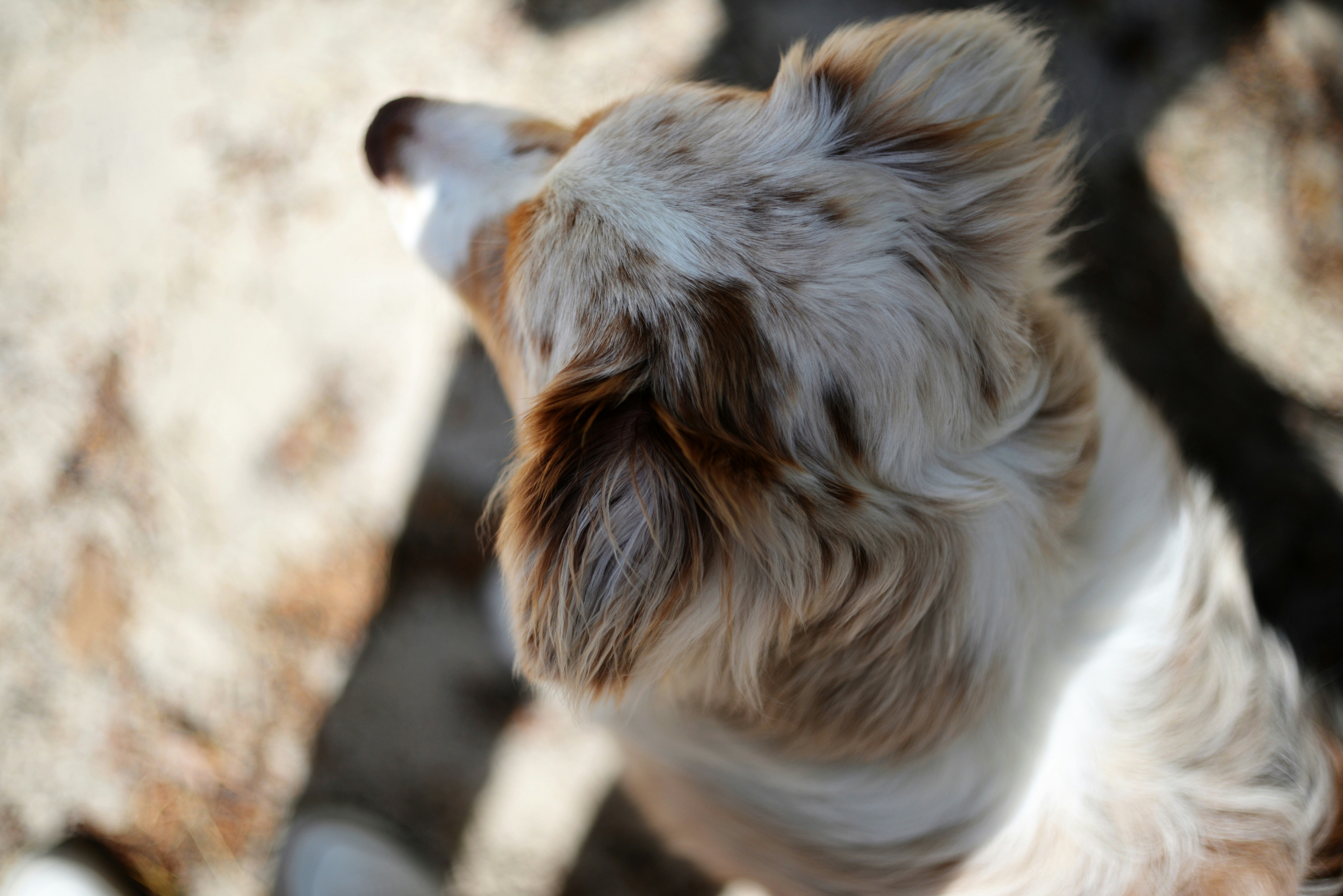 Top-Down Portrait of a Fluffy Pup: Fur, Light, and Quiet Curiosity
