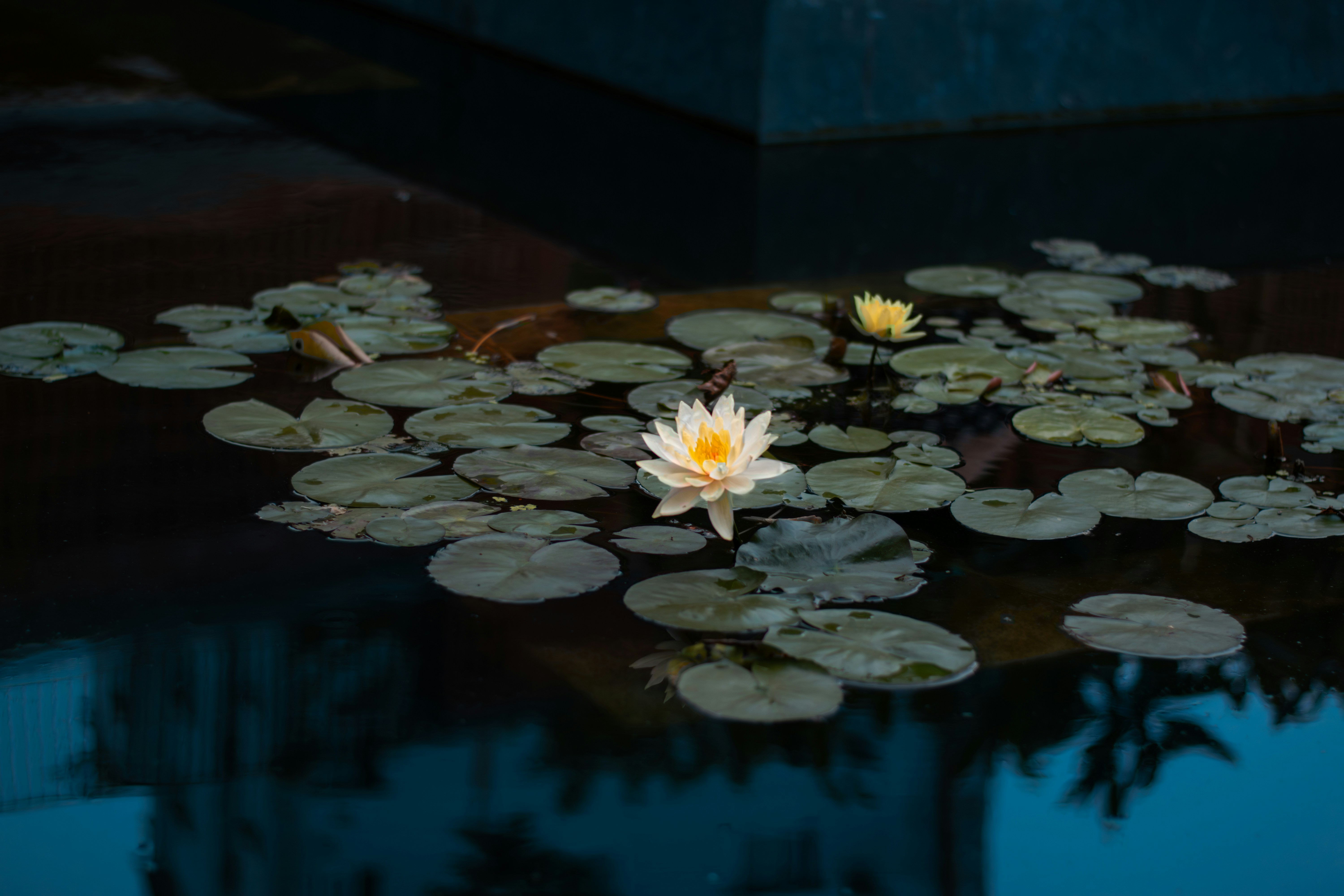 White Lily at the Edge of Night: A Quiet Pool Moment