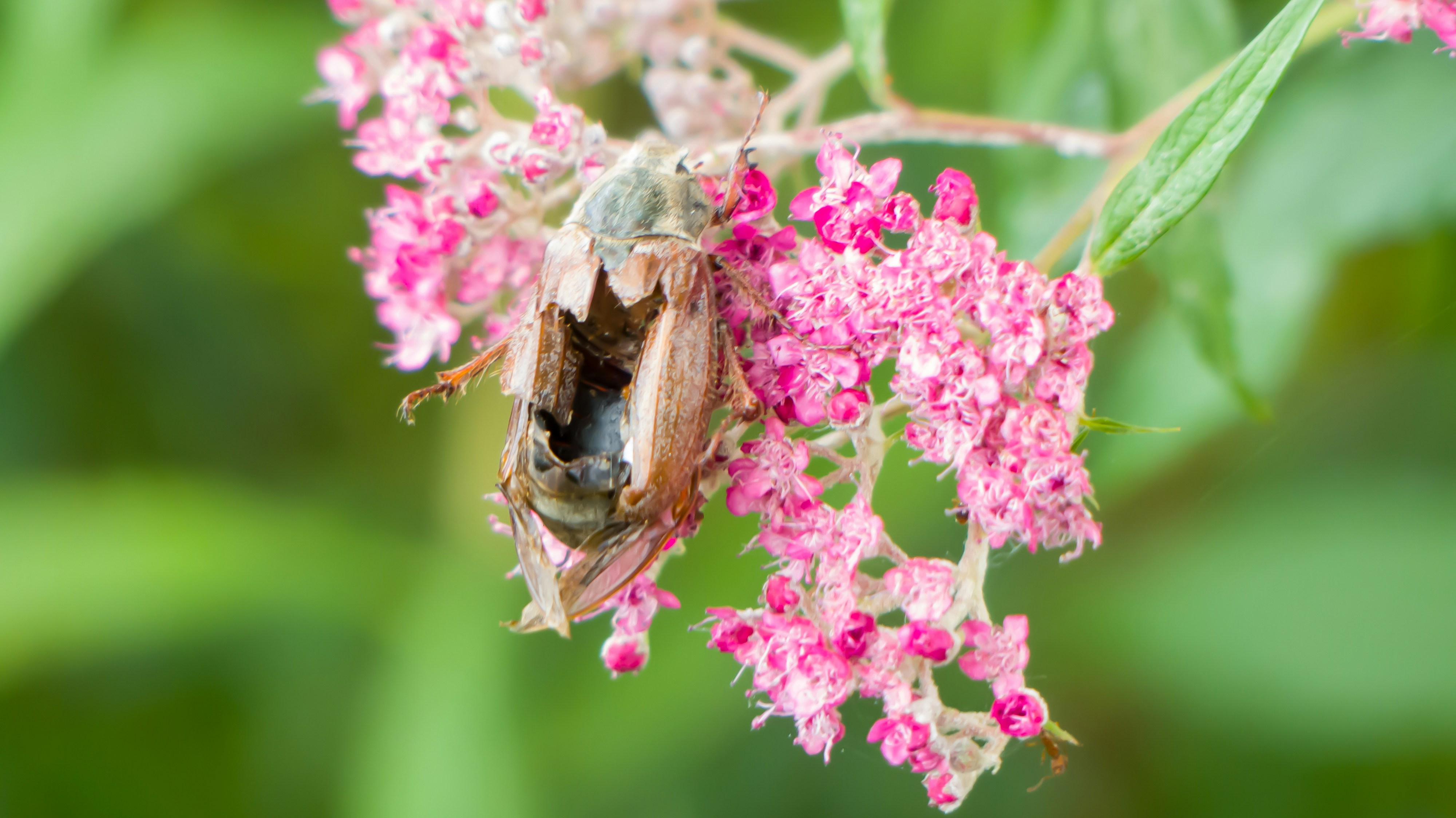 A close up of a bug on a flower photo – Free Macro nature photography ...