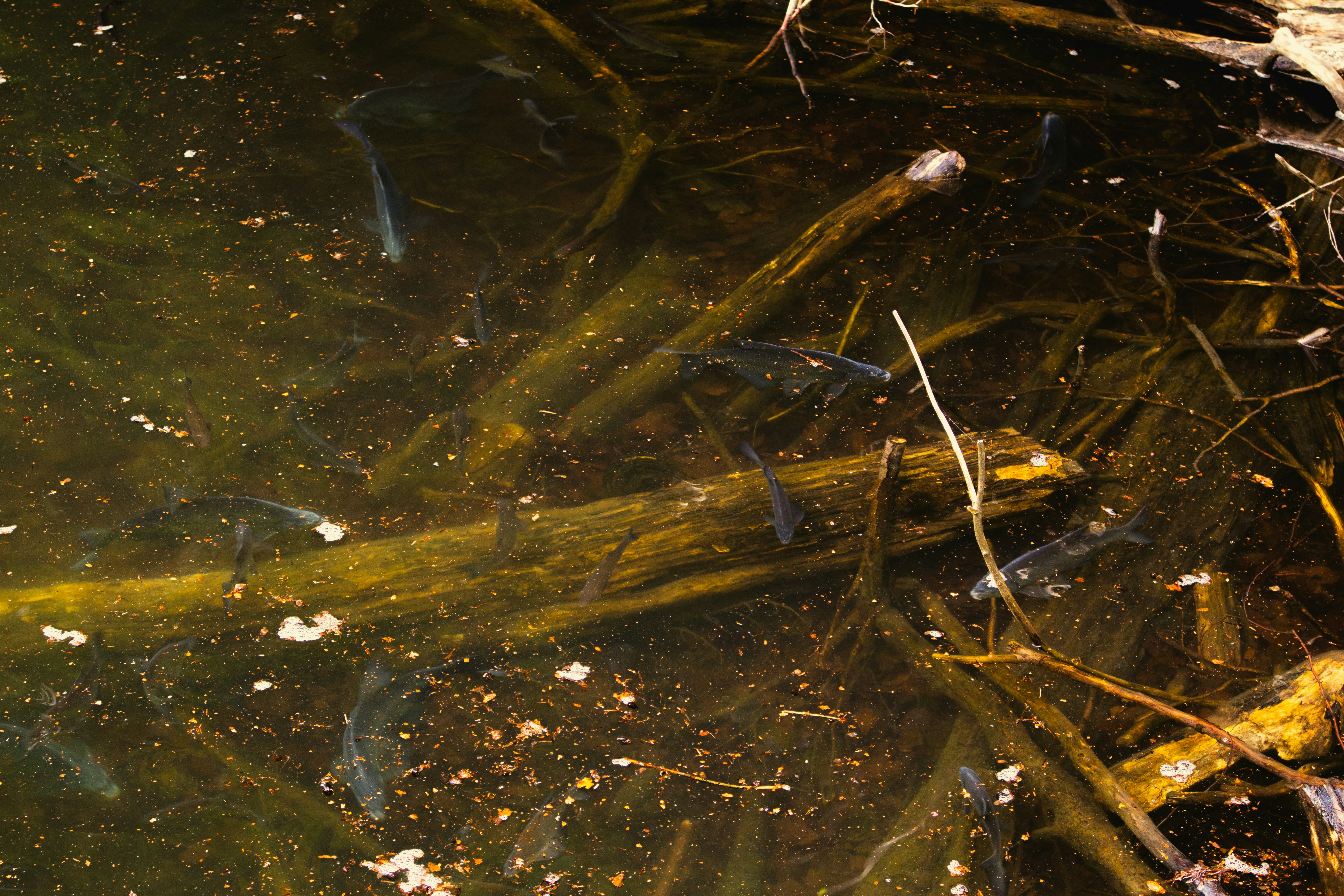 Amber Drift: Submerged Logscape in Still Water