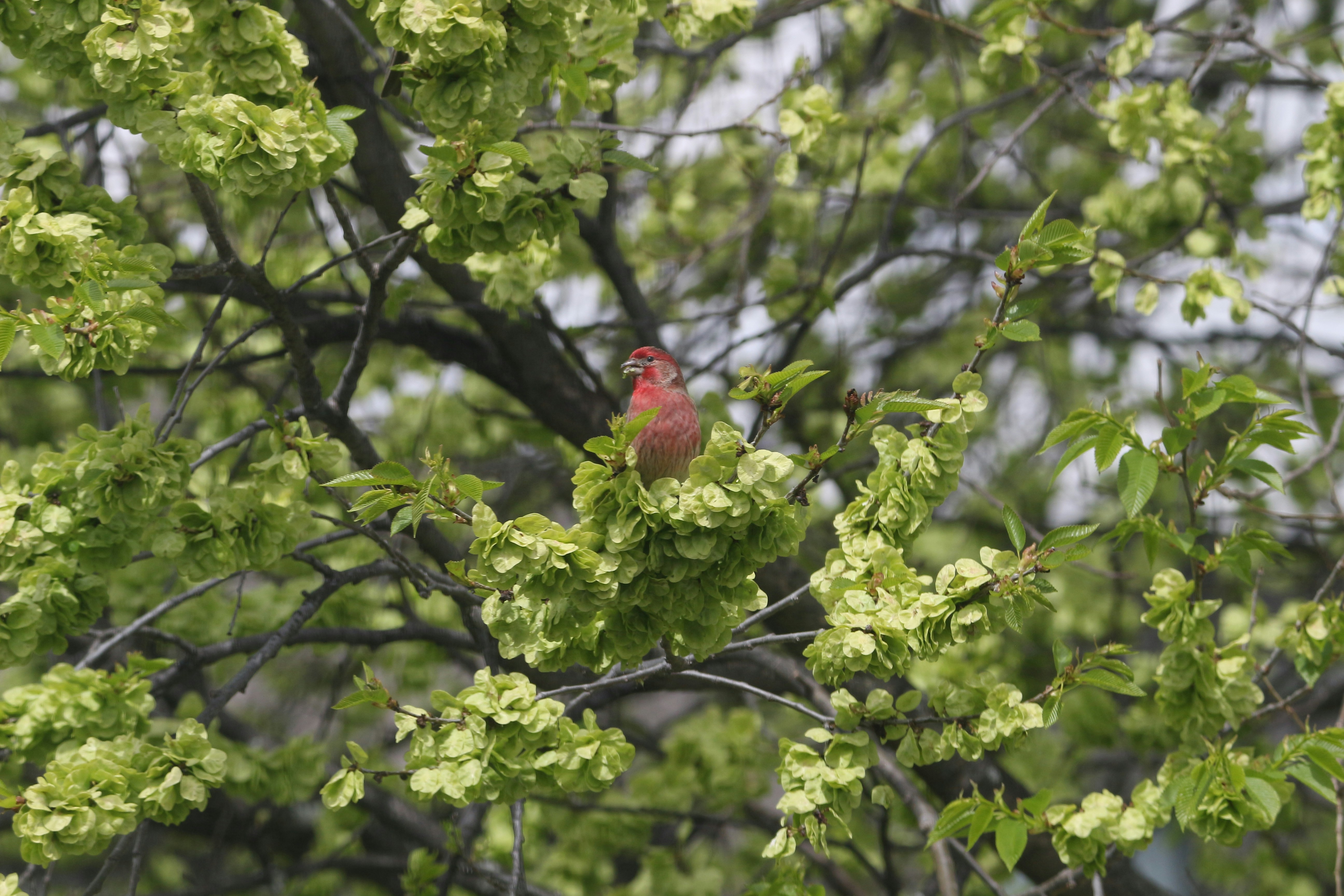 Crimson Cardinal in a Whispering Green Canopy