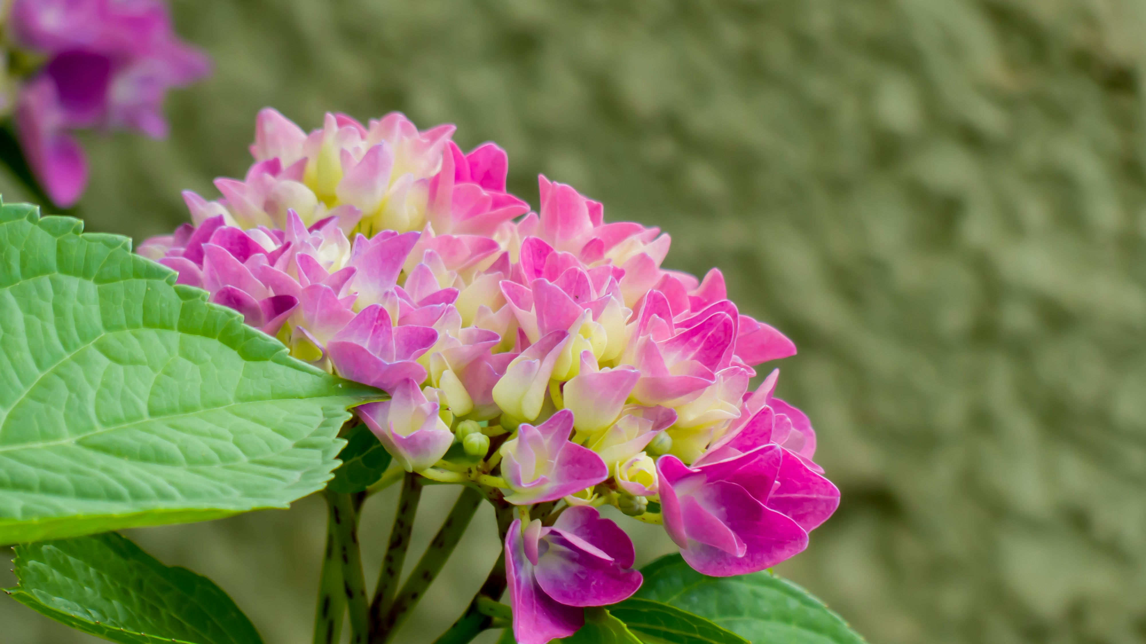 Pink Hydrangea Mosaic: Delicate Petals and Veined Leaves in Close-Up