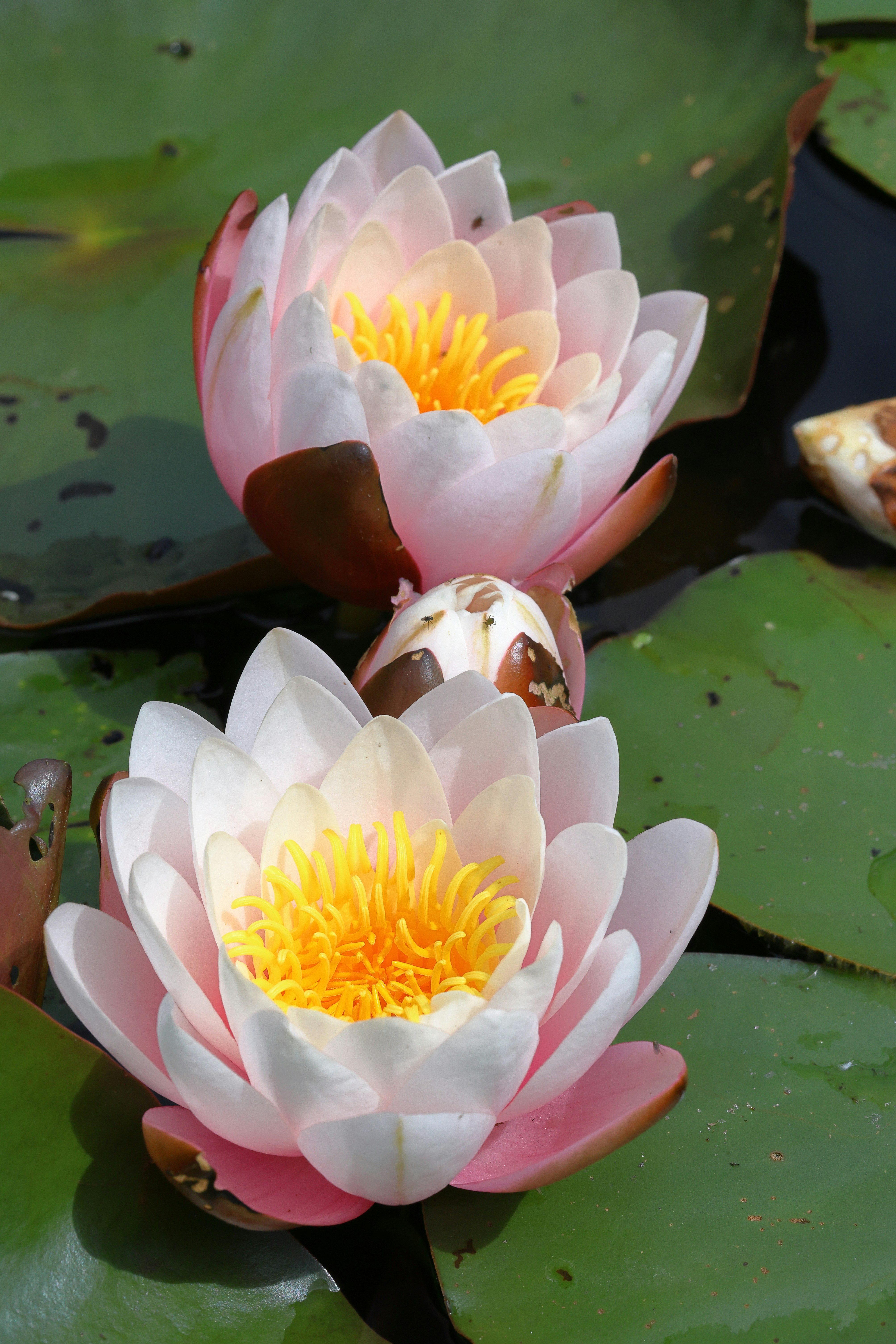 Petal Spotlight: Dual Pink Water Lilies on a Quiet Pond