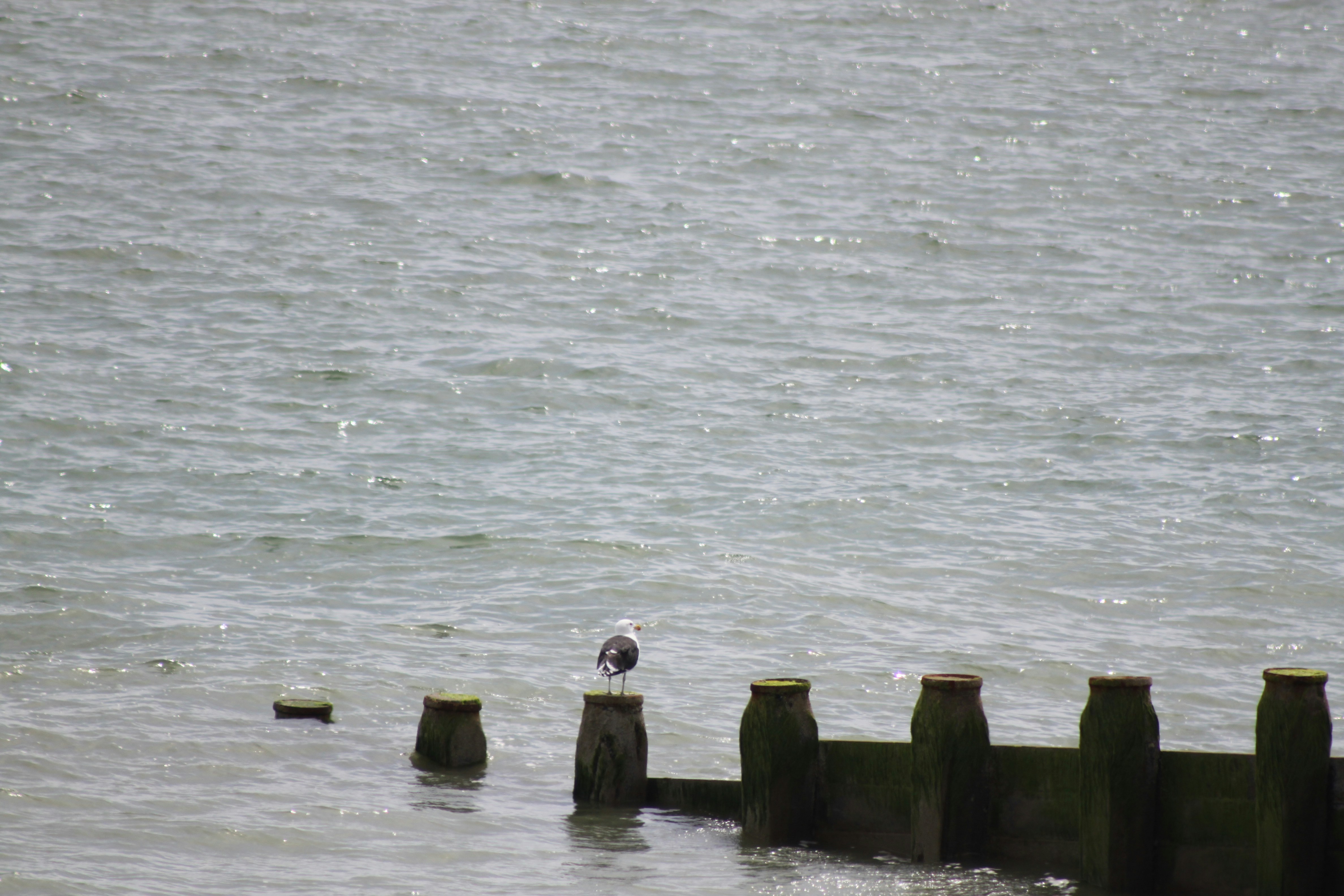 Lone Seabird Reigns Over a Mossy Jetty