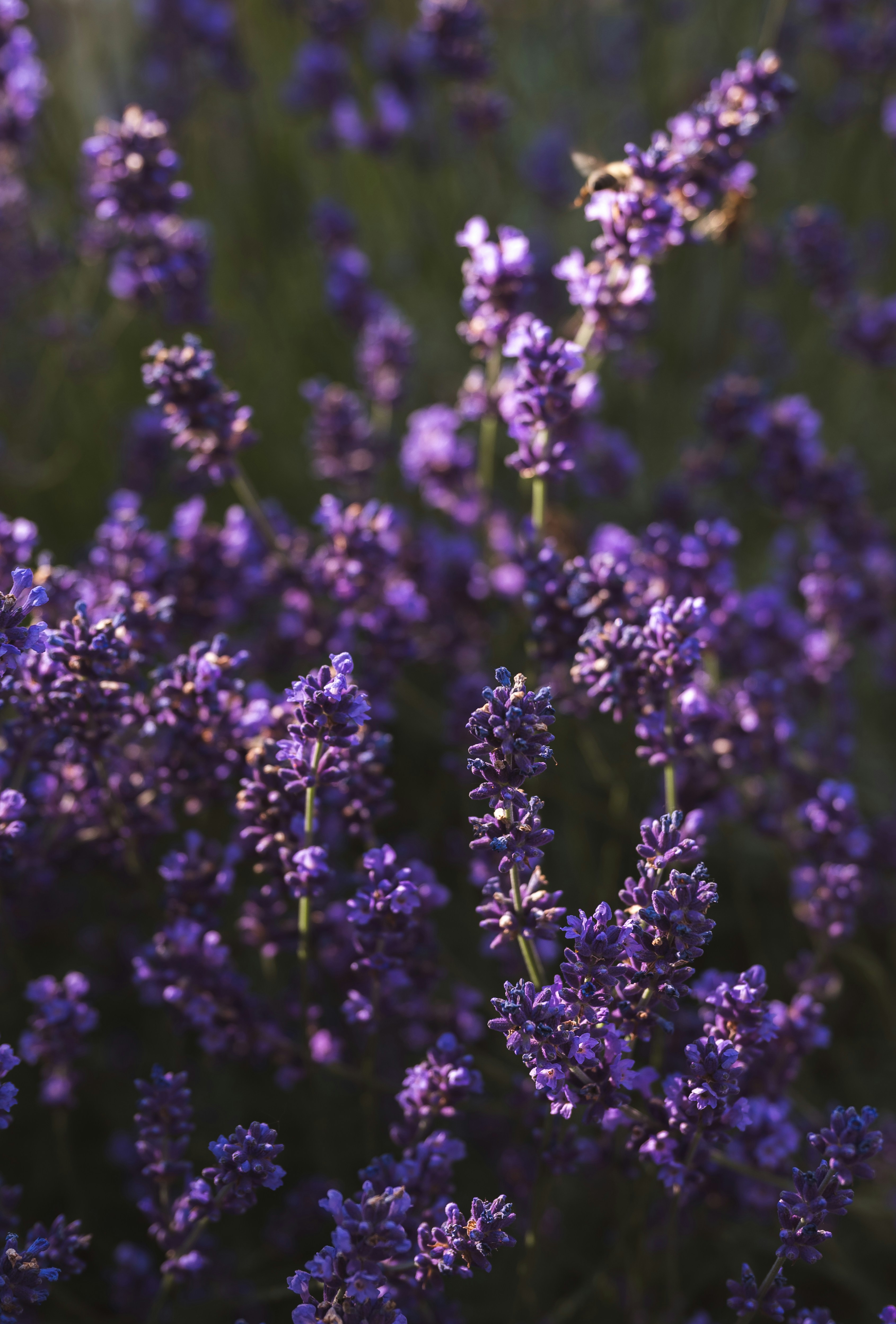 Lavender Background Pictures | Download Free Images on Unsplash