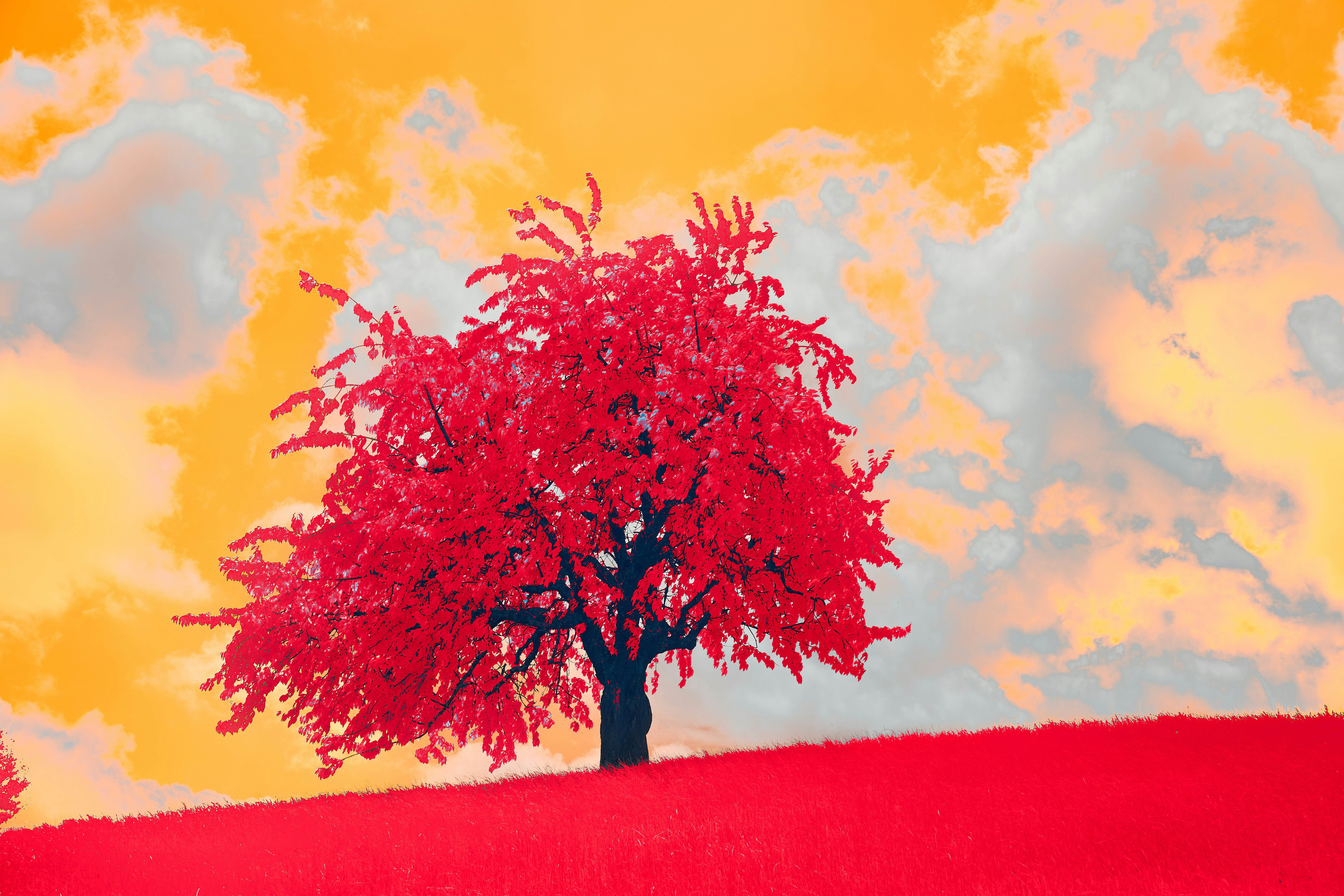 A painting of a red tree on a hill photo – Free Red Image on Unsplash
