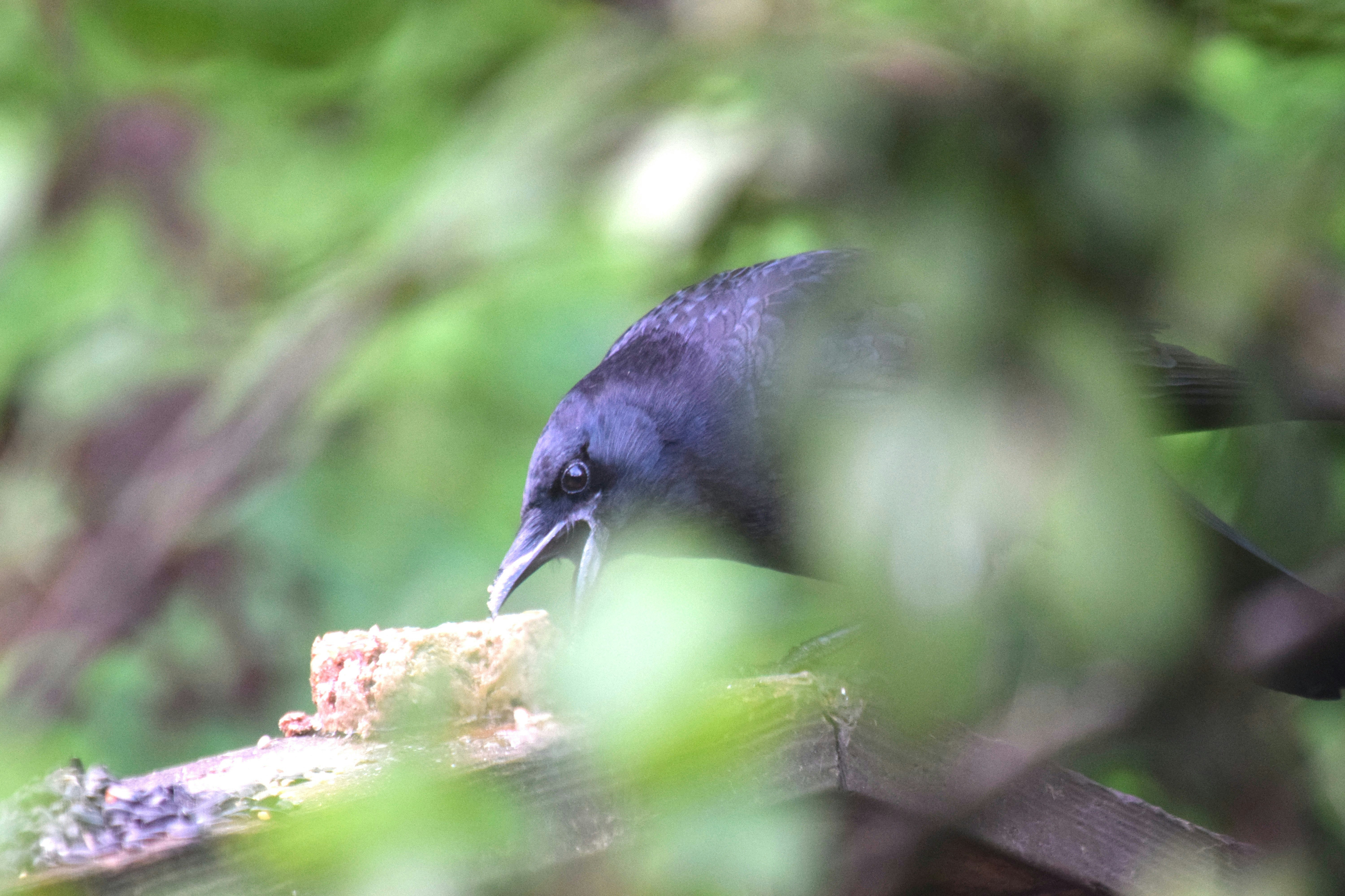 Hidden Nectar: A Blackbird Quietly Forages Beyond the Foliage