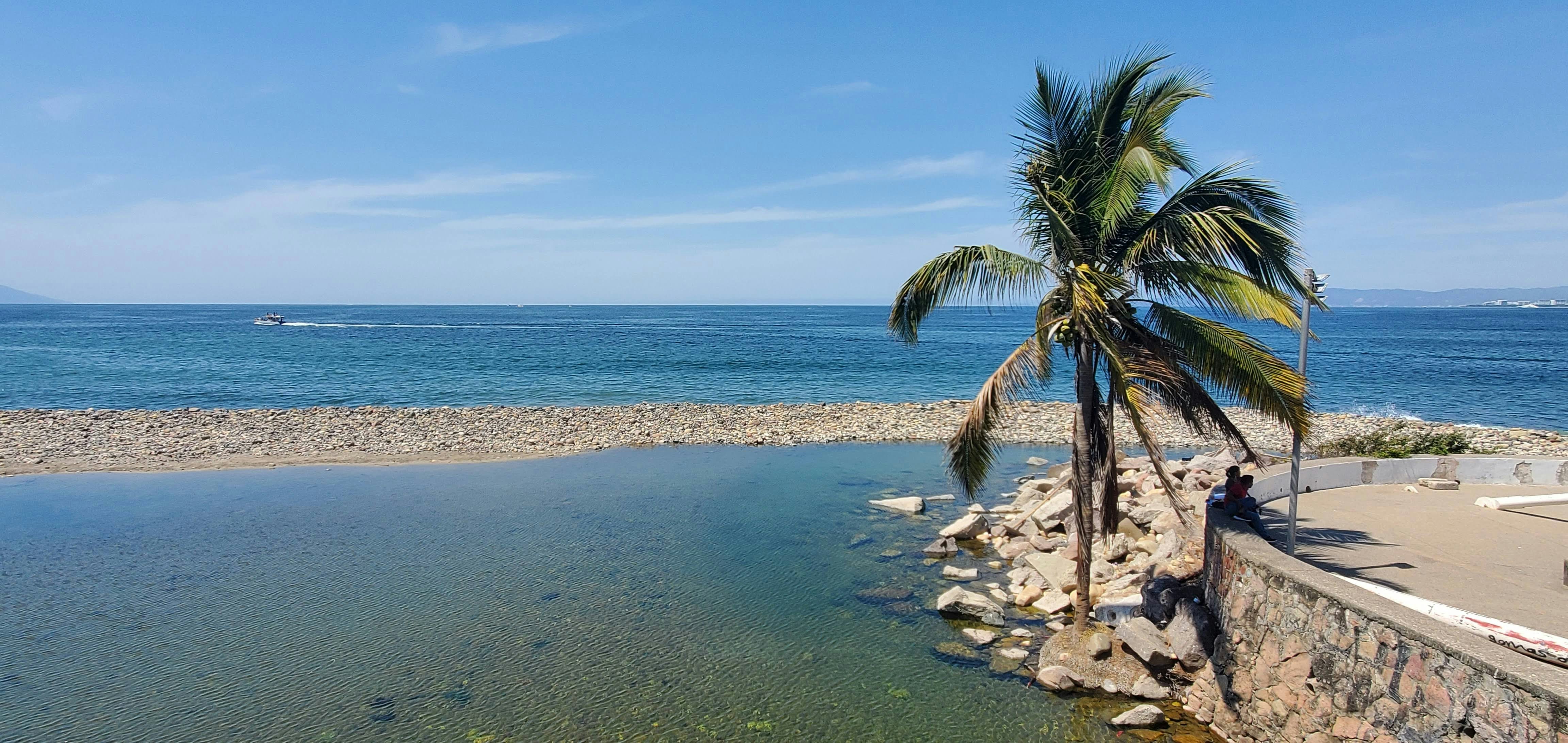 Palm on the Breakwater: A Quiet Coastal Portrait