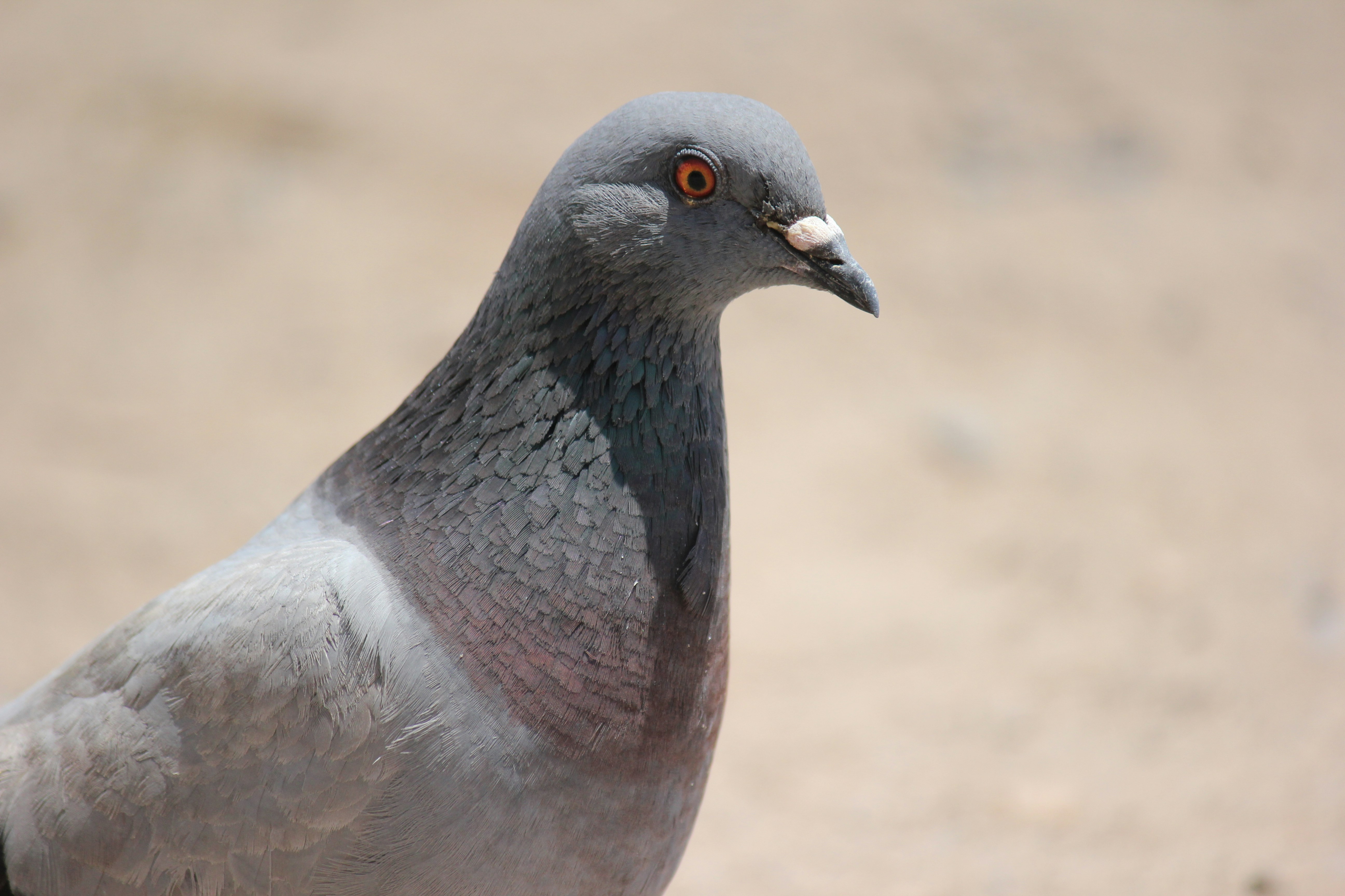 Photo by Frolicsome Fairy with Canon EOS 550D