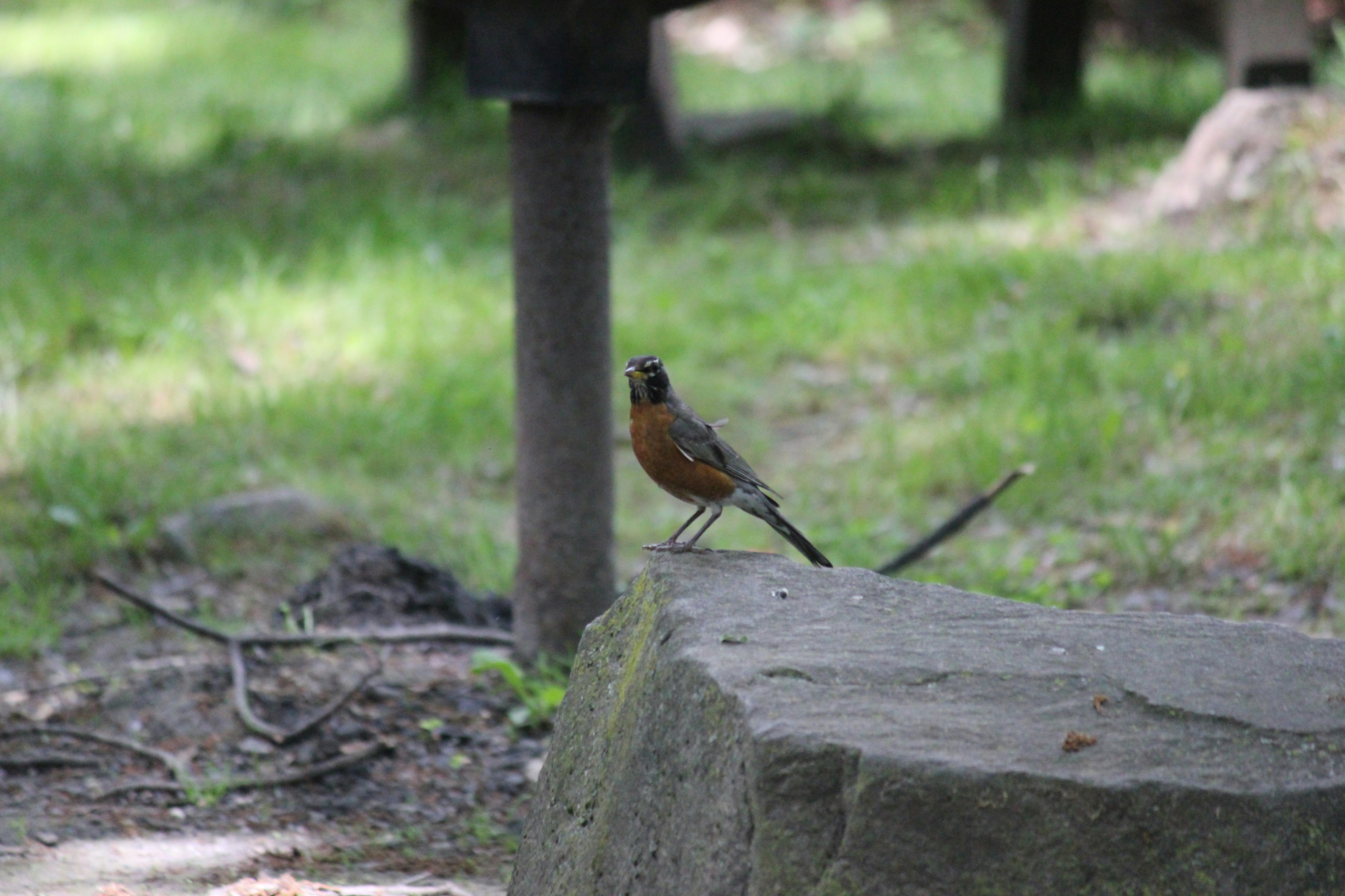 Photo by Frolicsome Fairy with Canon EOS 550D