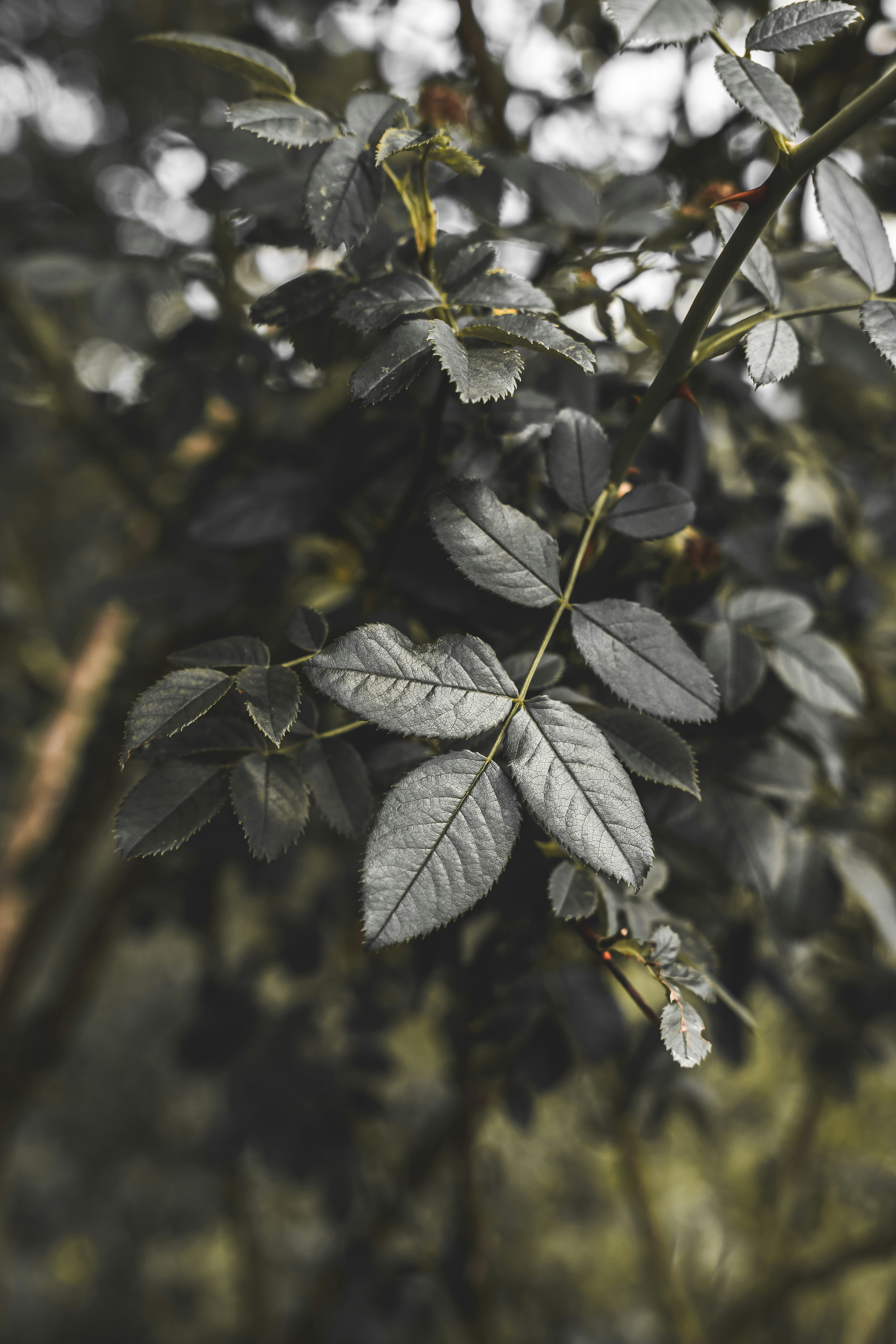 a close up of leaves on a tree