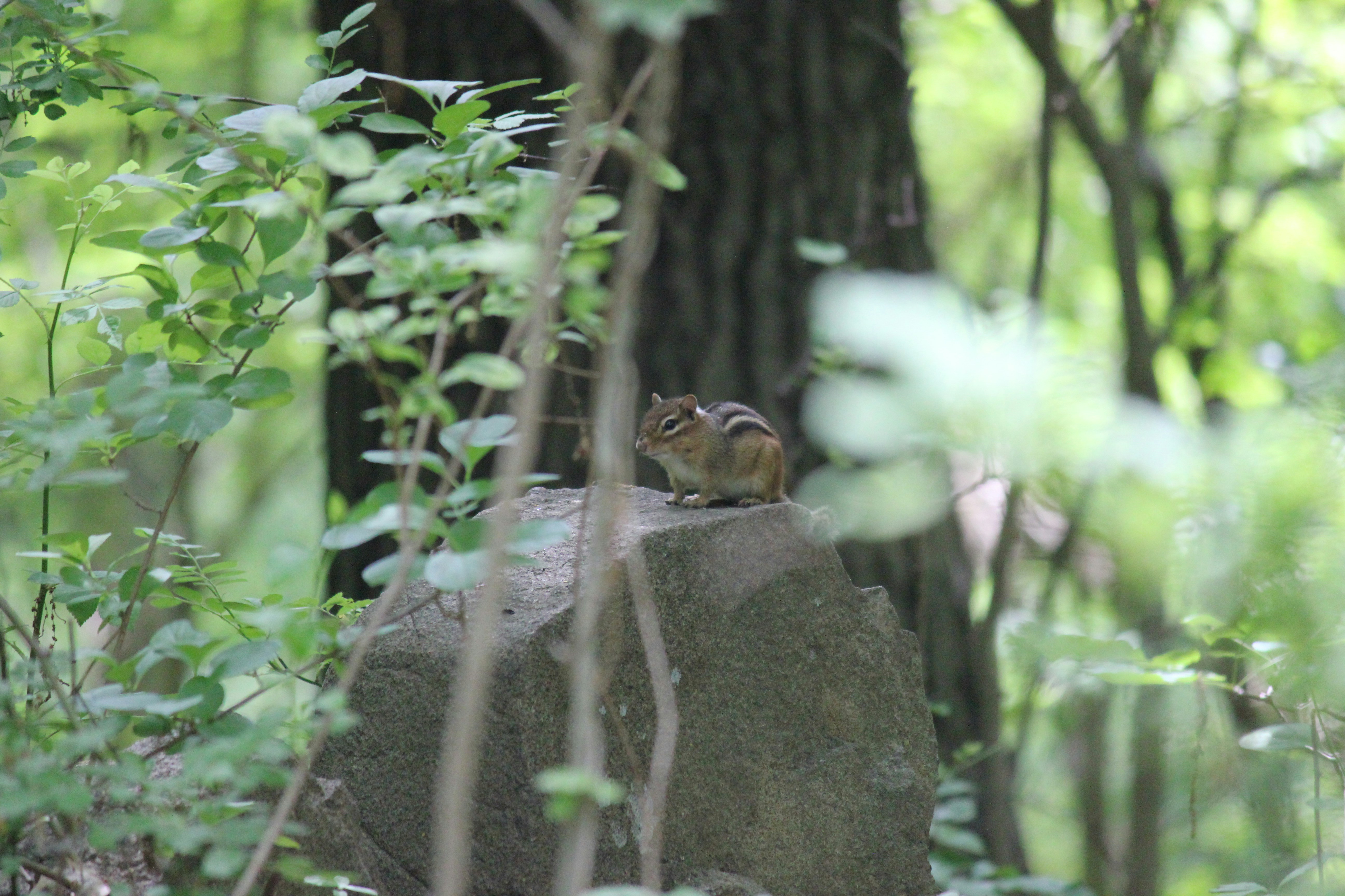 Photo by Frolicsome Fairy with Canon EOS 550D