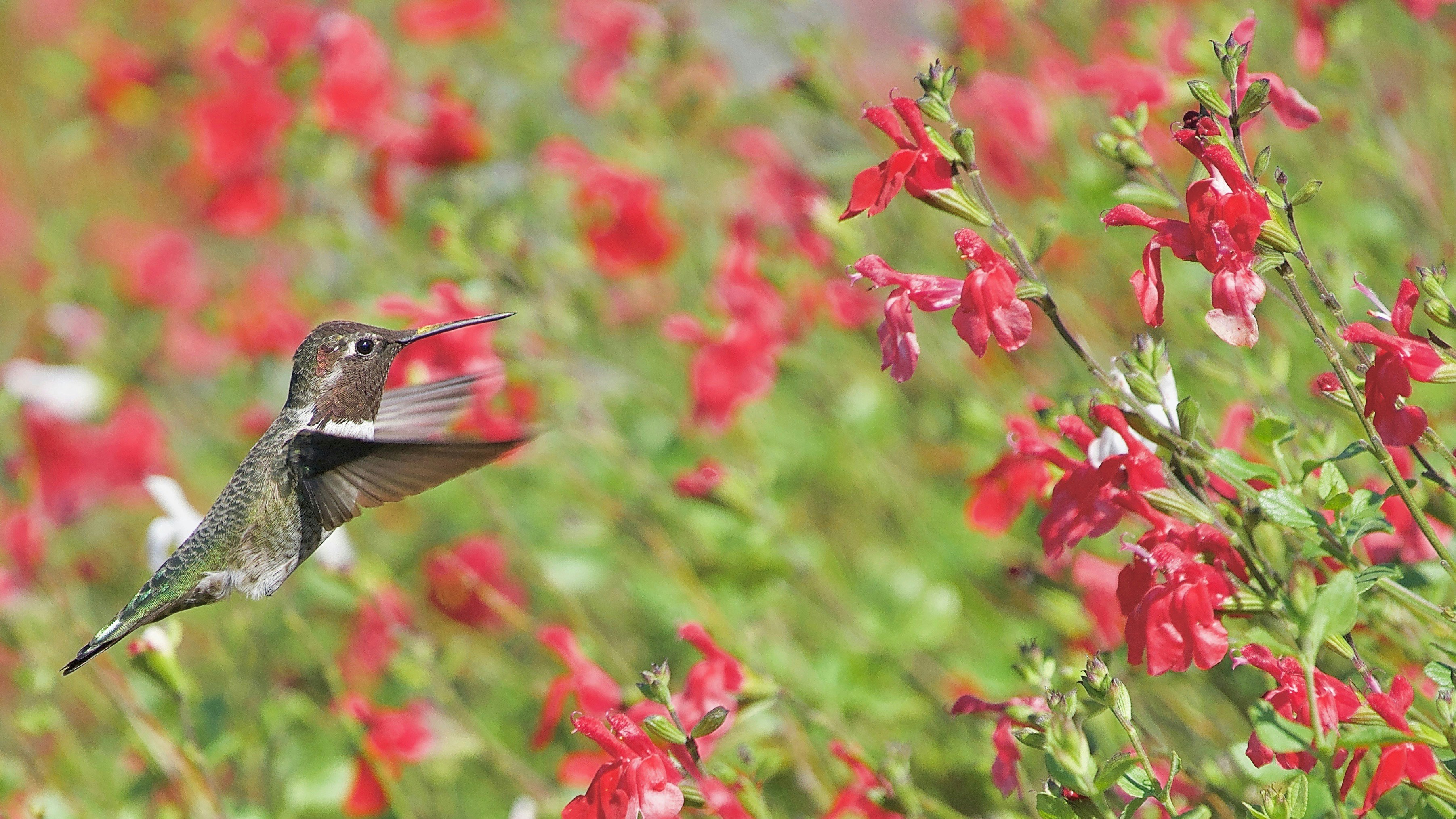 A hummingbird flying over a field of red flowers photo – Free ...