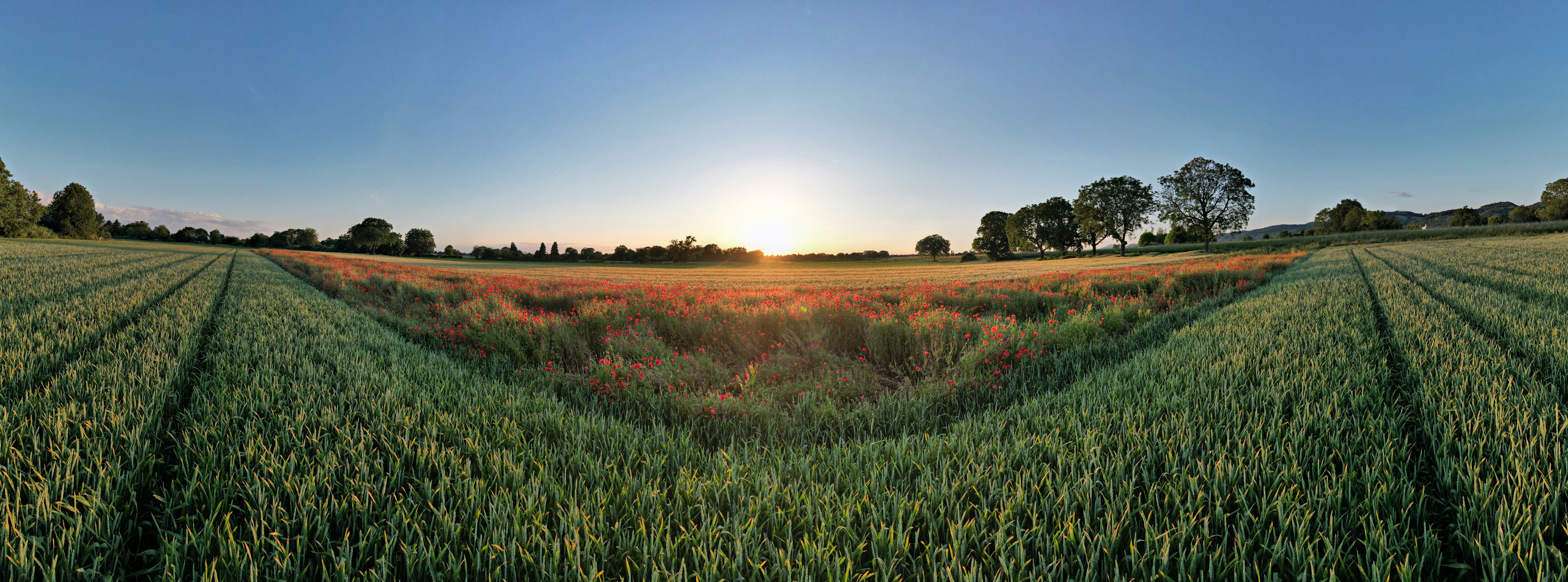 The sun is setting over a field of crops photo – Free 69 weinheim Image ...