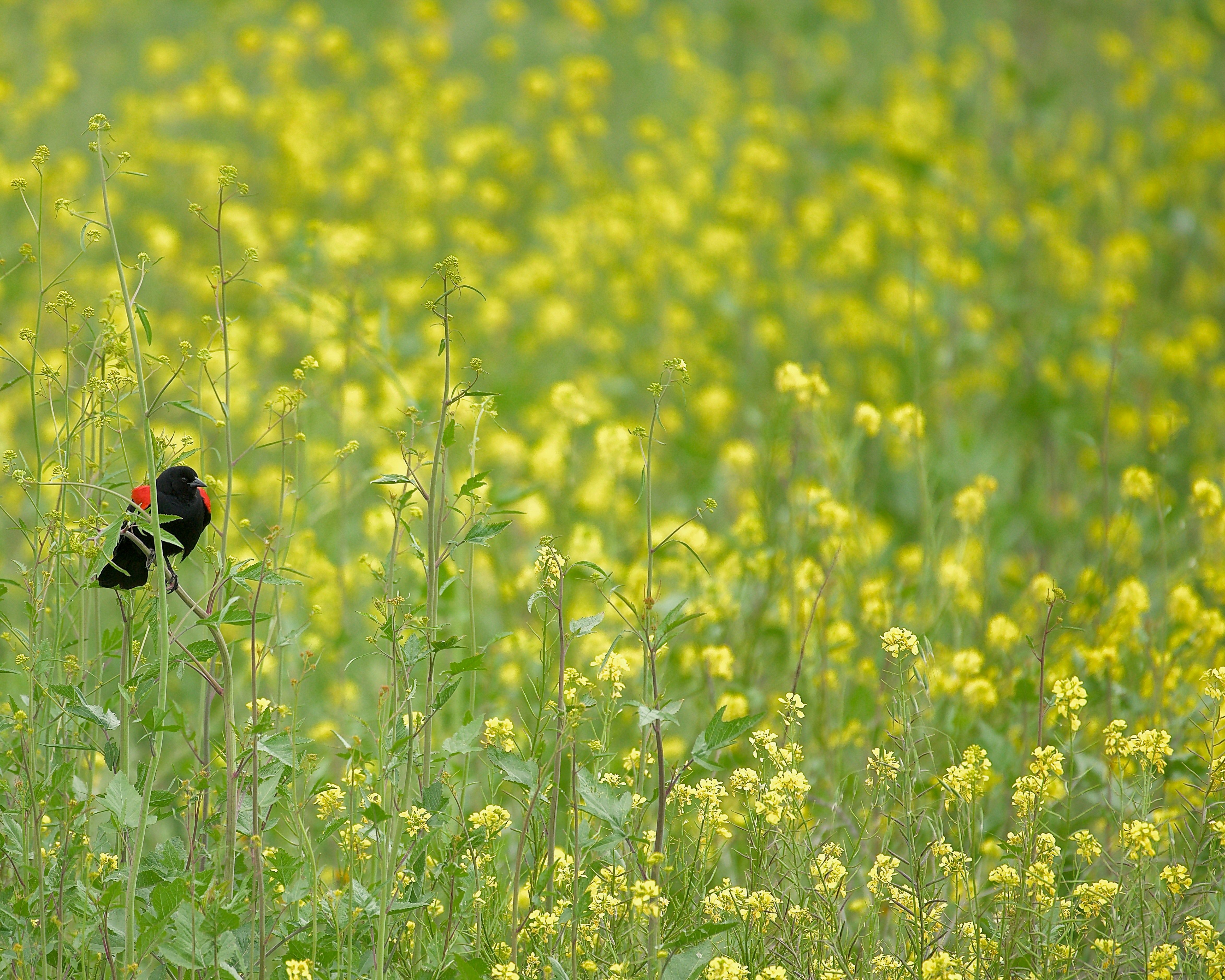 Crimson-Throated Warbler Perched in a Sea of Canola