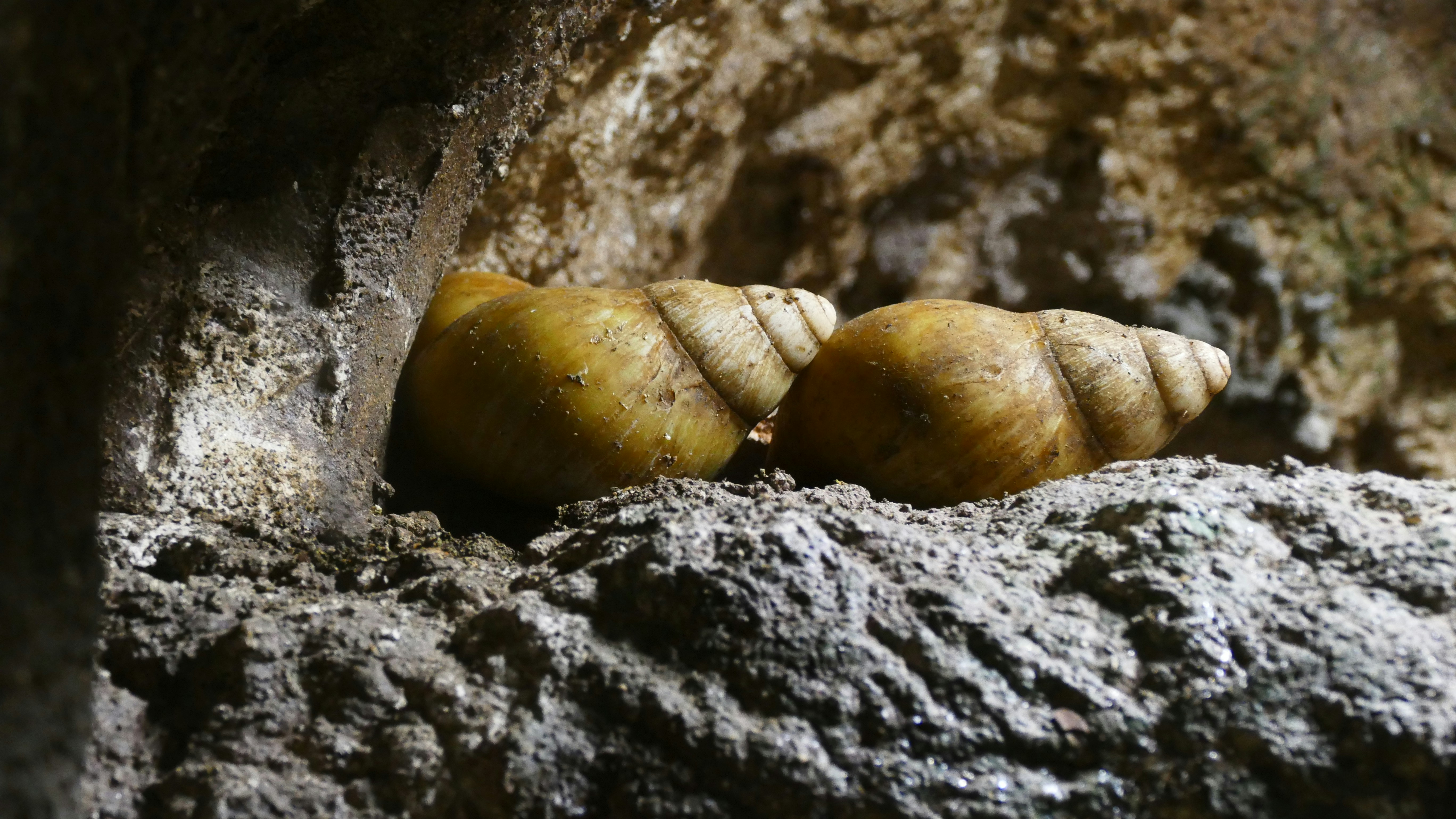 A close up of two snails on a rock photo – Free Animal Image on Unsplash