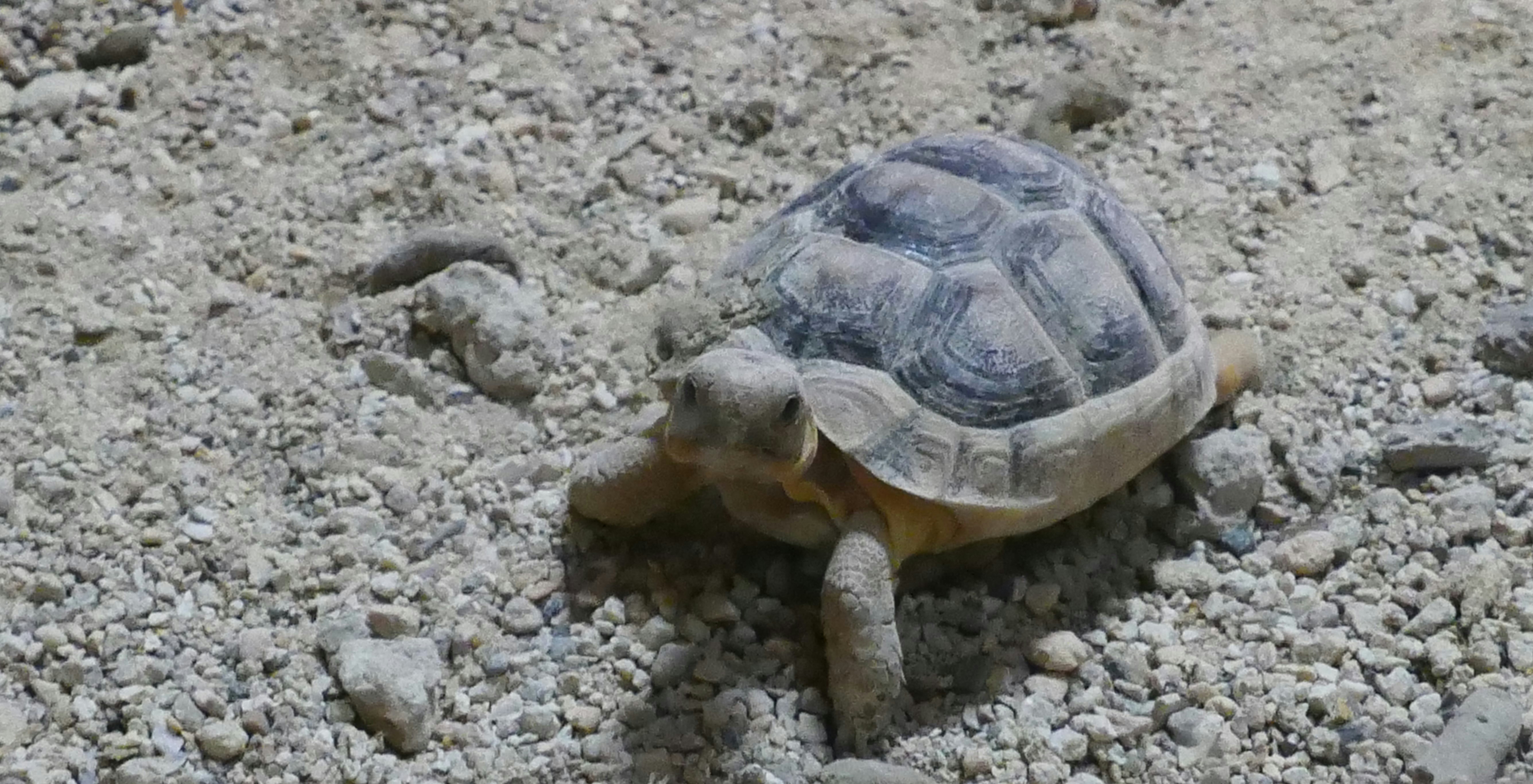 Pebble Road Chronicles: A Tortoise's Deliberate Crossing
