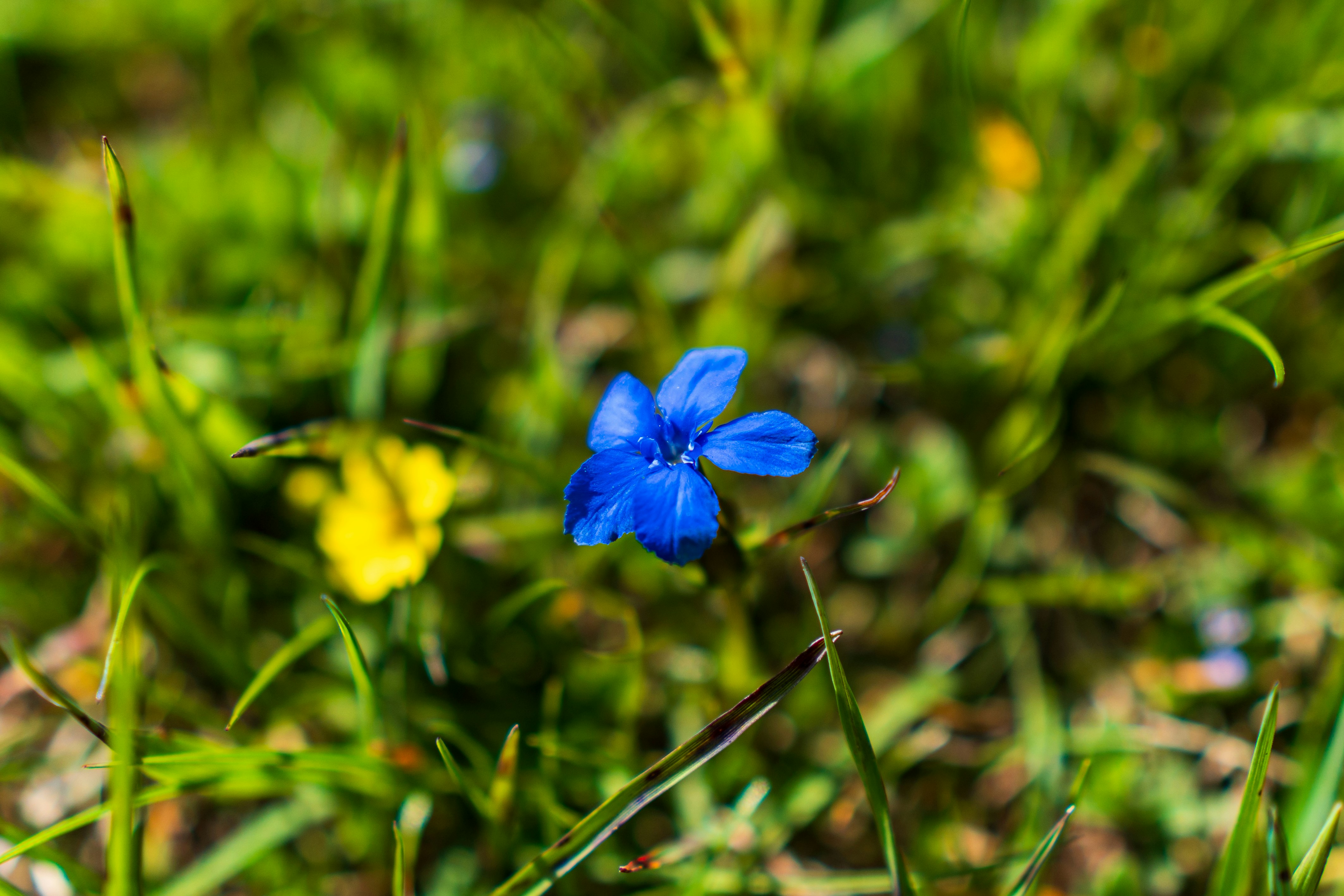 Bright blue flower surrounded by lush green grass with a touch of yellow.