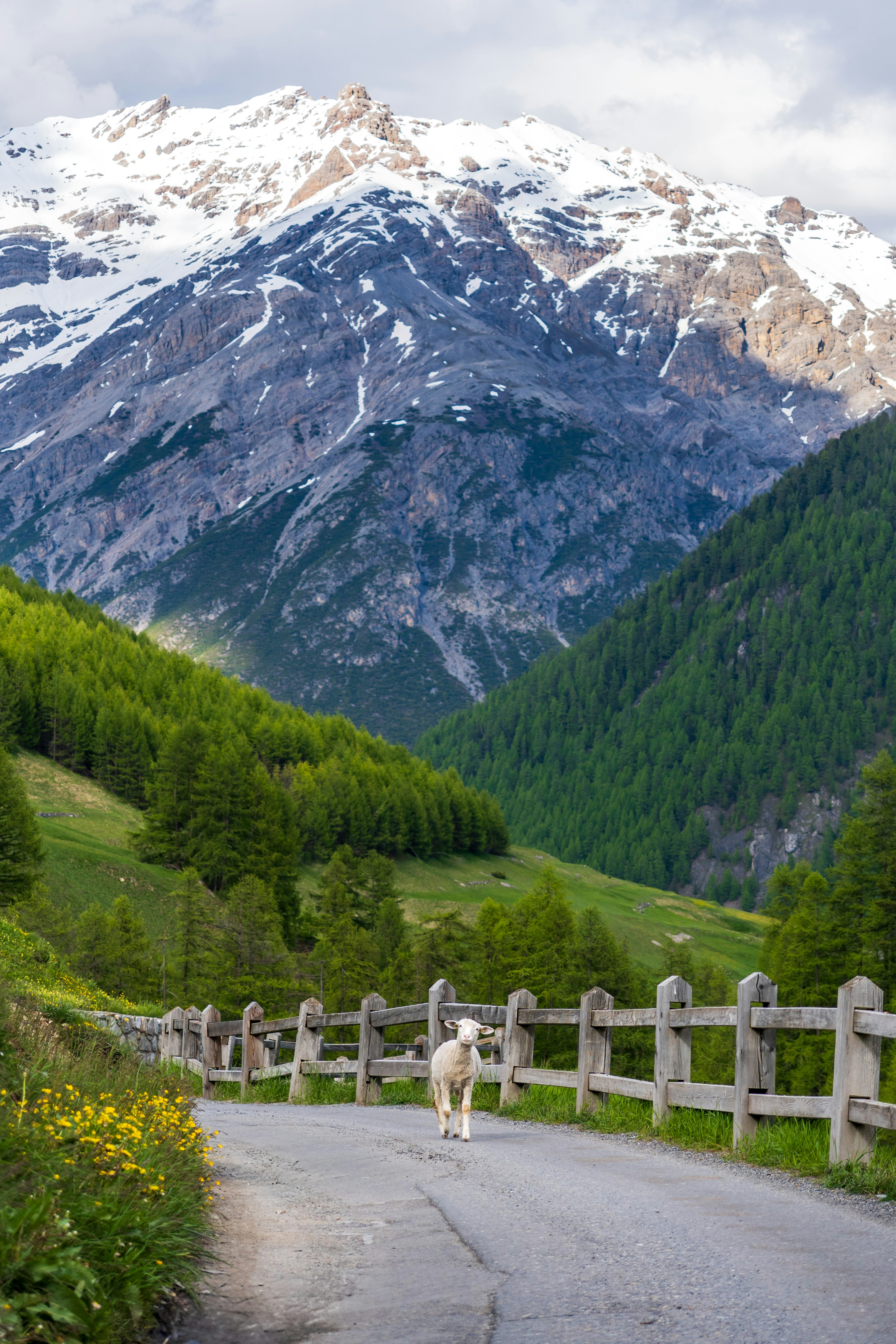 Lone Sheep on a Alpine Road Beneath Snow-Capped Peaks