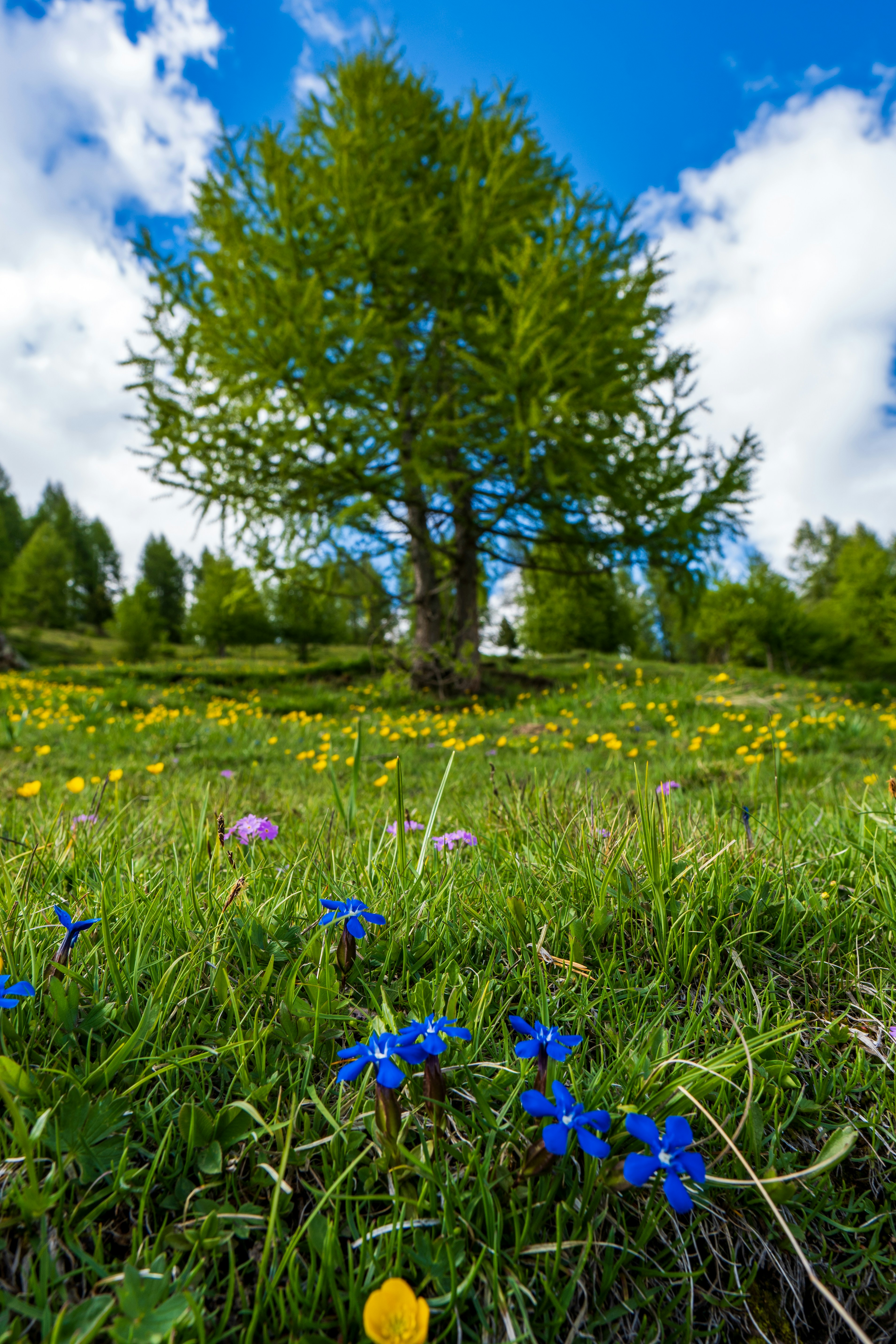 Blue Florals Framing a Luminous Lone Tree in a Sunlit Meadow