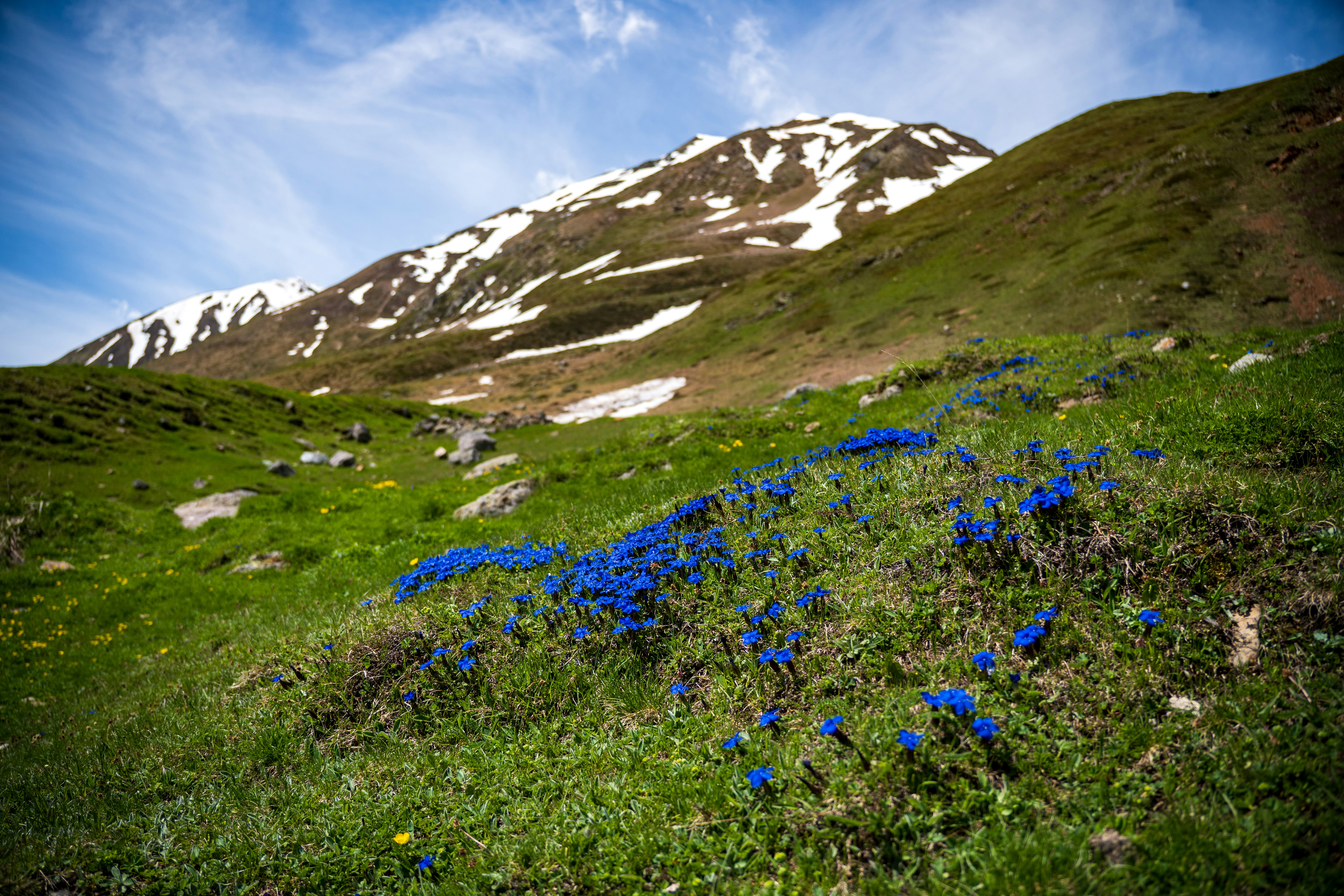 Alpine Blue Meadow Leading to Snowy Peaks