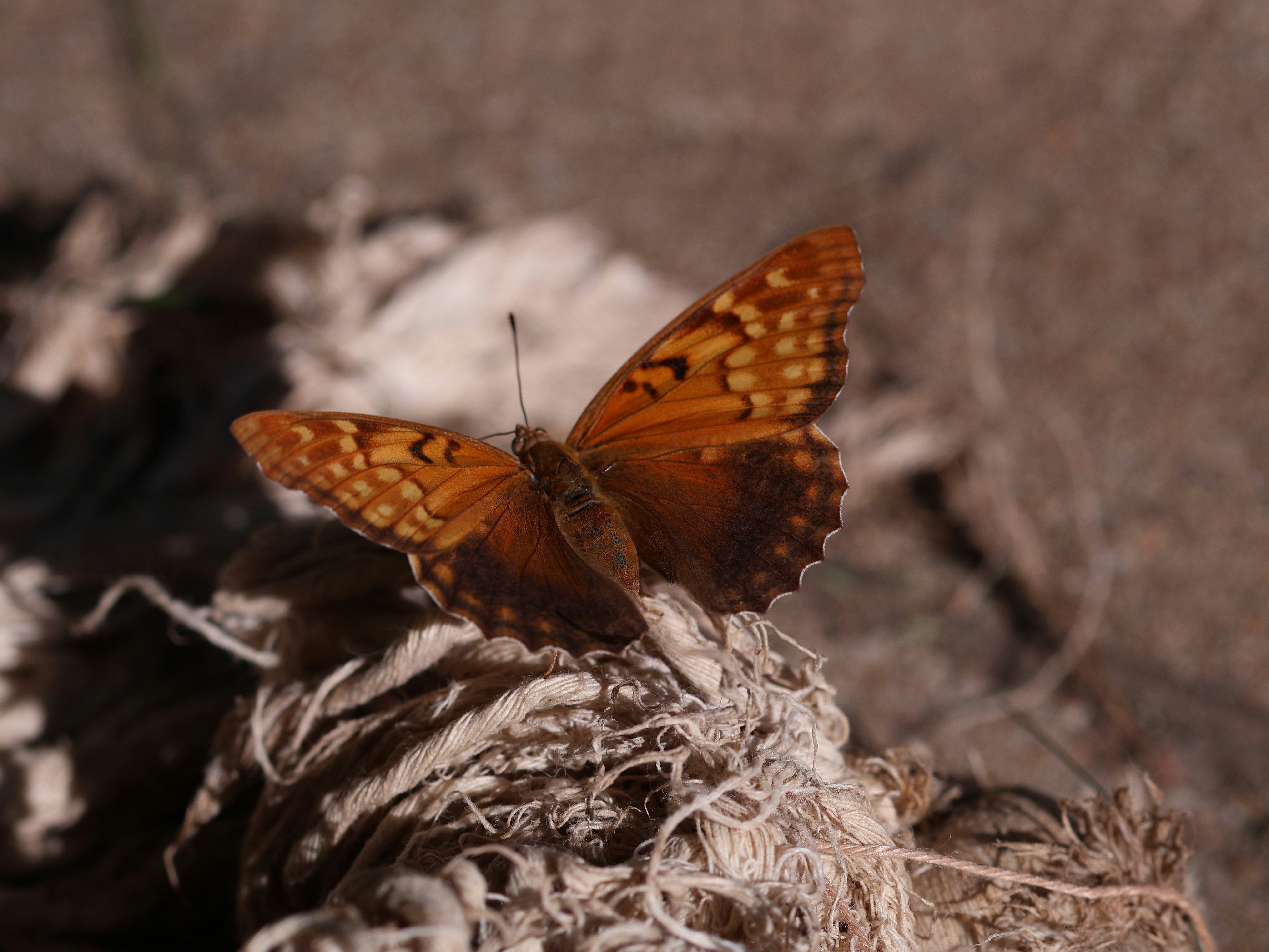 Amber-winged Sentinel on Weathered Driftwood