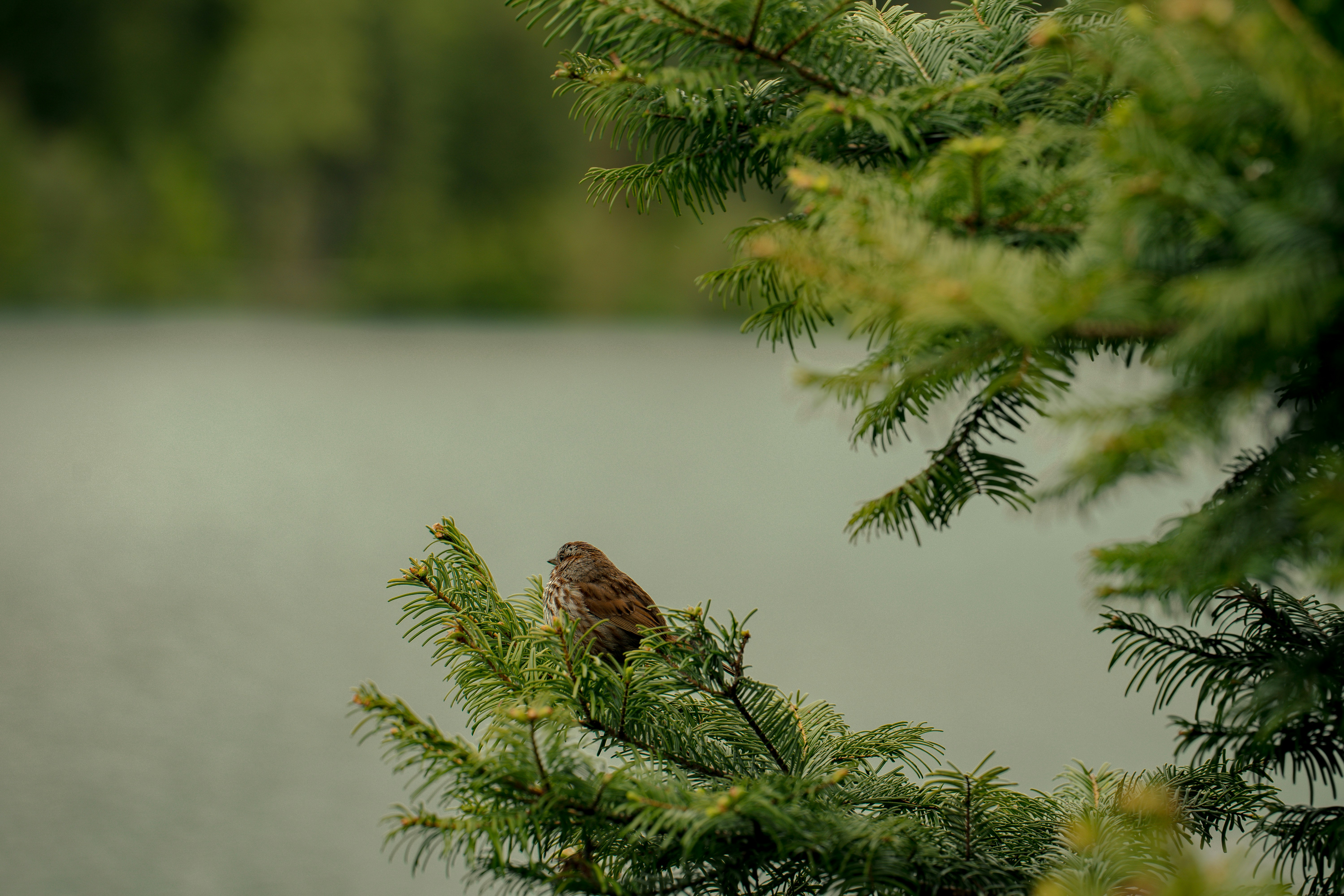 Muted Green Sanctuary: A Small Brown Bird in Branches by the Lake