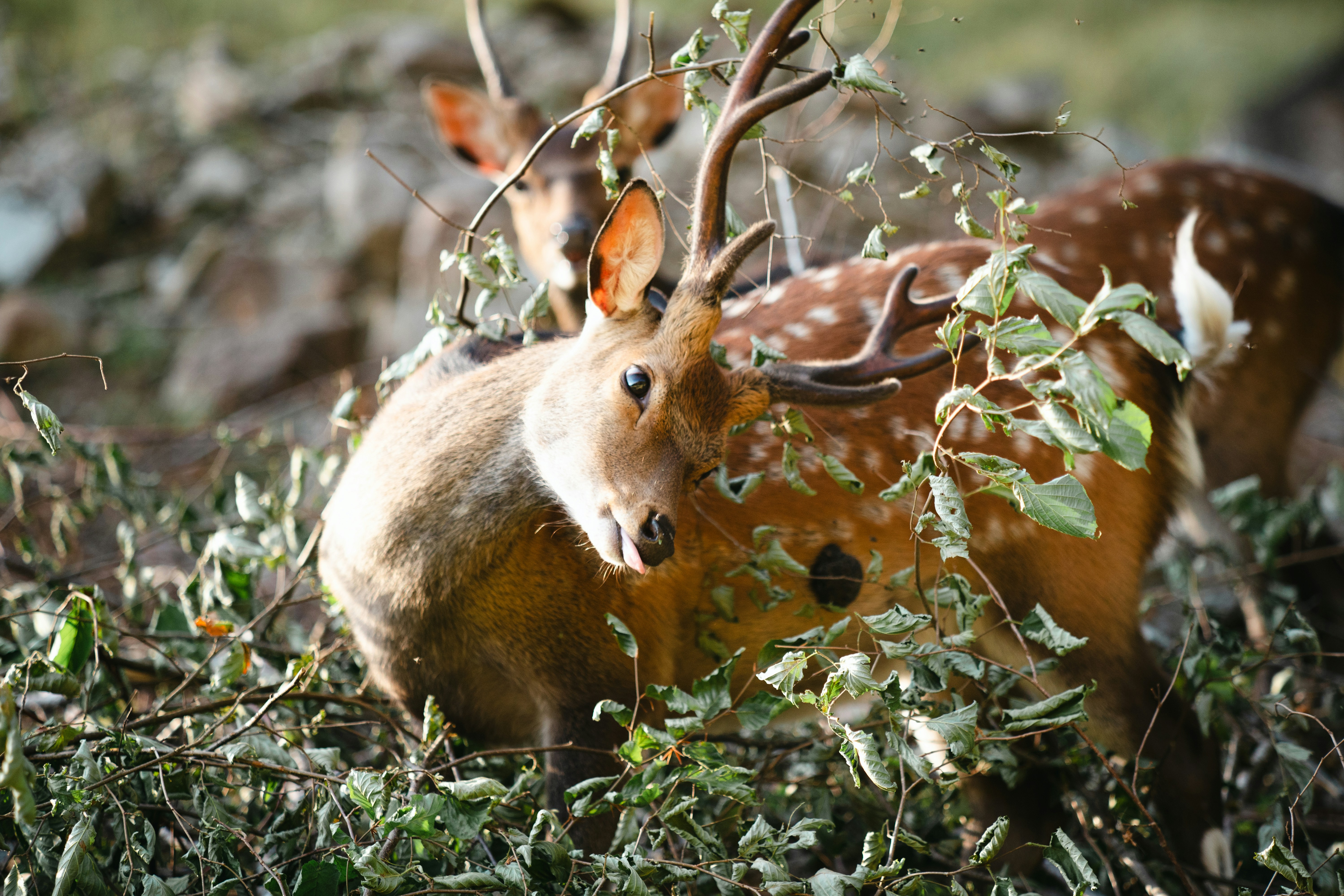 Antlered Sentinel Through the Veil of Leaves