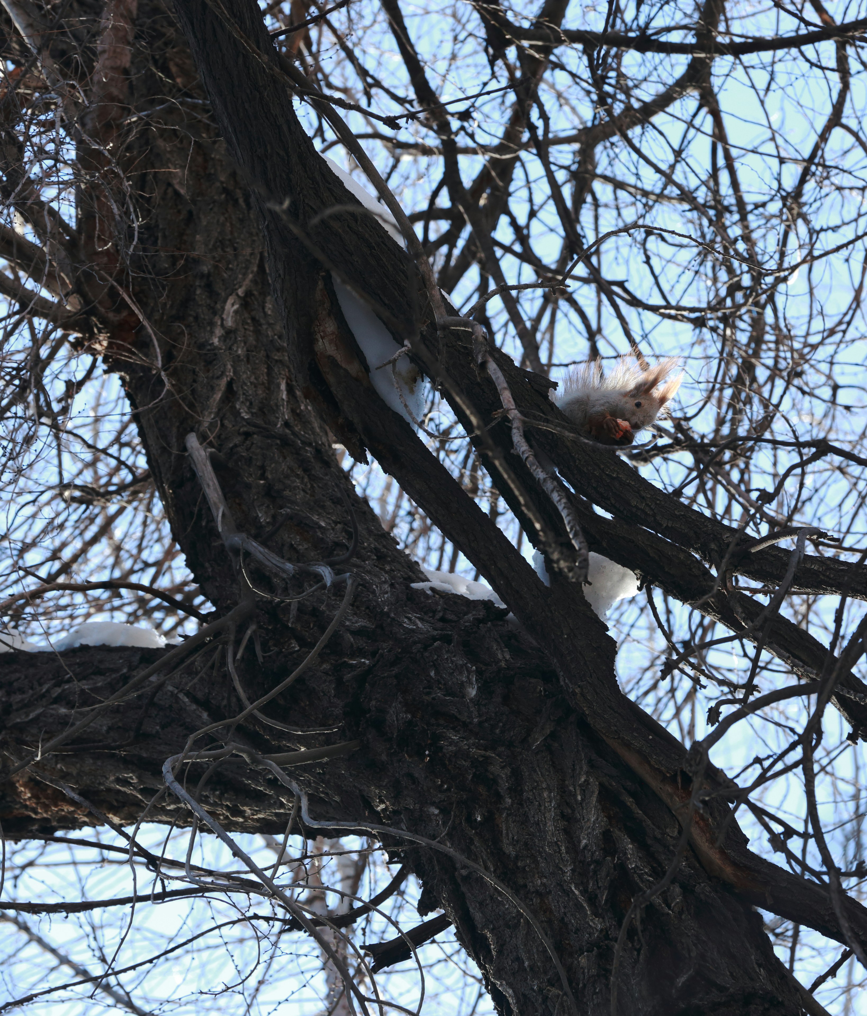 A cat sitting in the branches of a tree photo – Free Shuimogou park ...