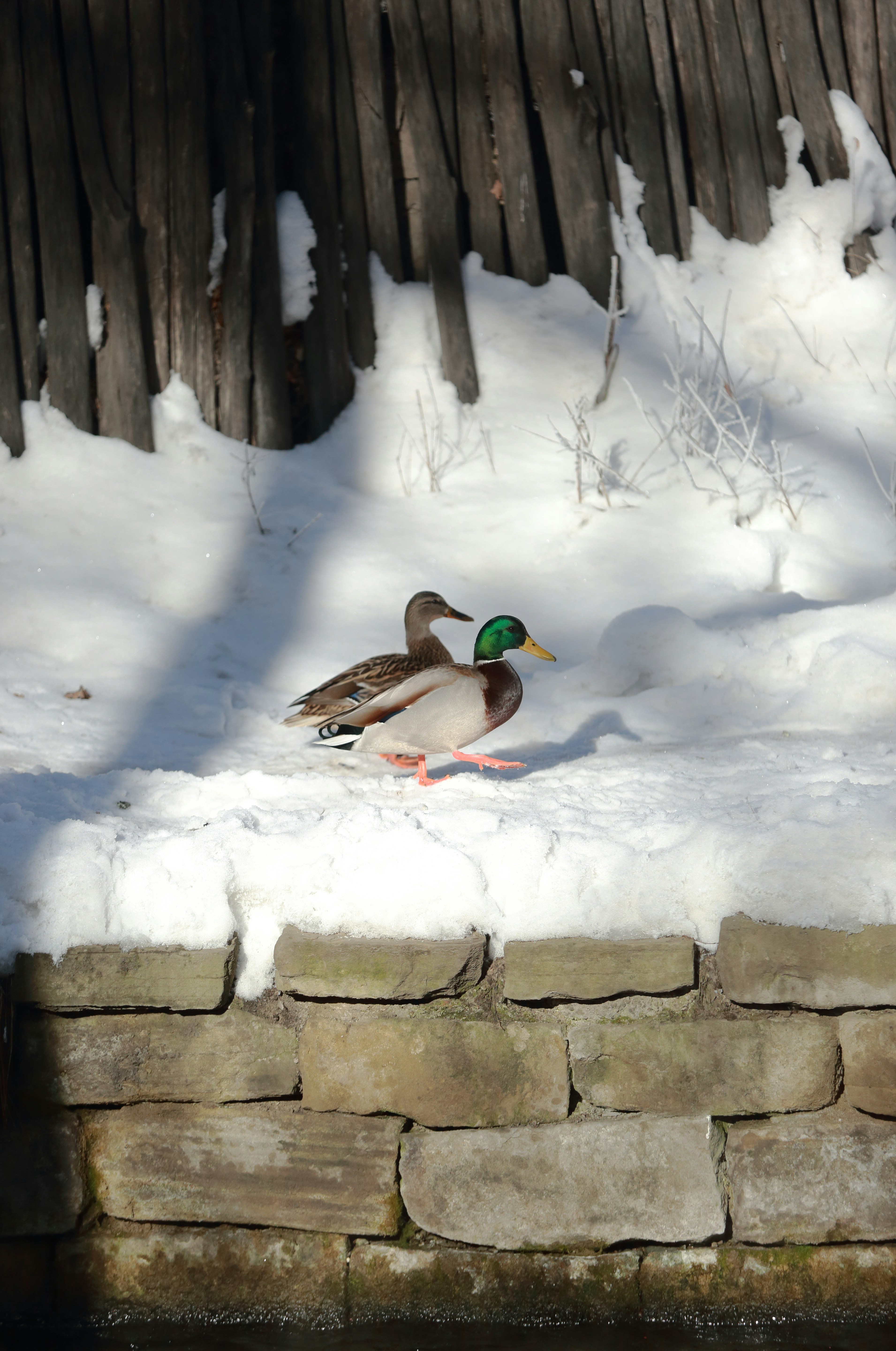 A couple of ducks sitting on top of a pile of snow photo – Free ...
