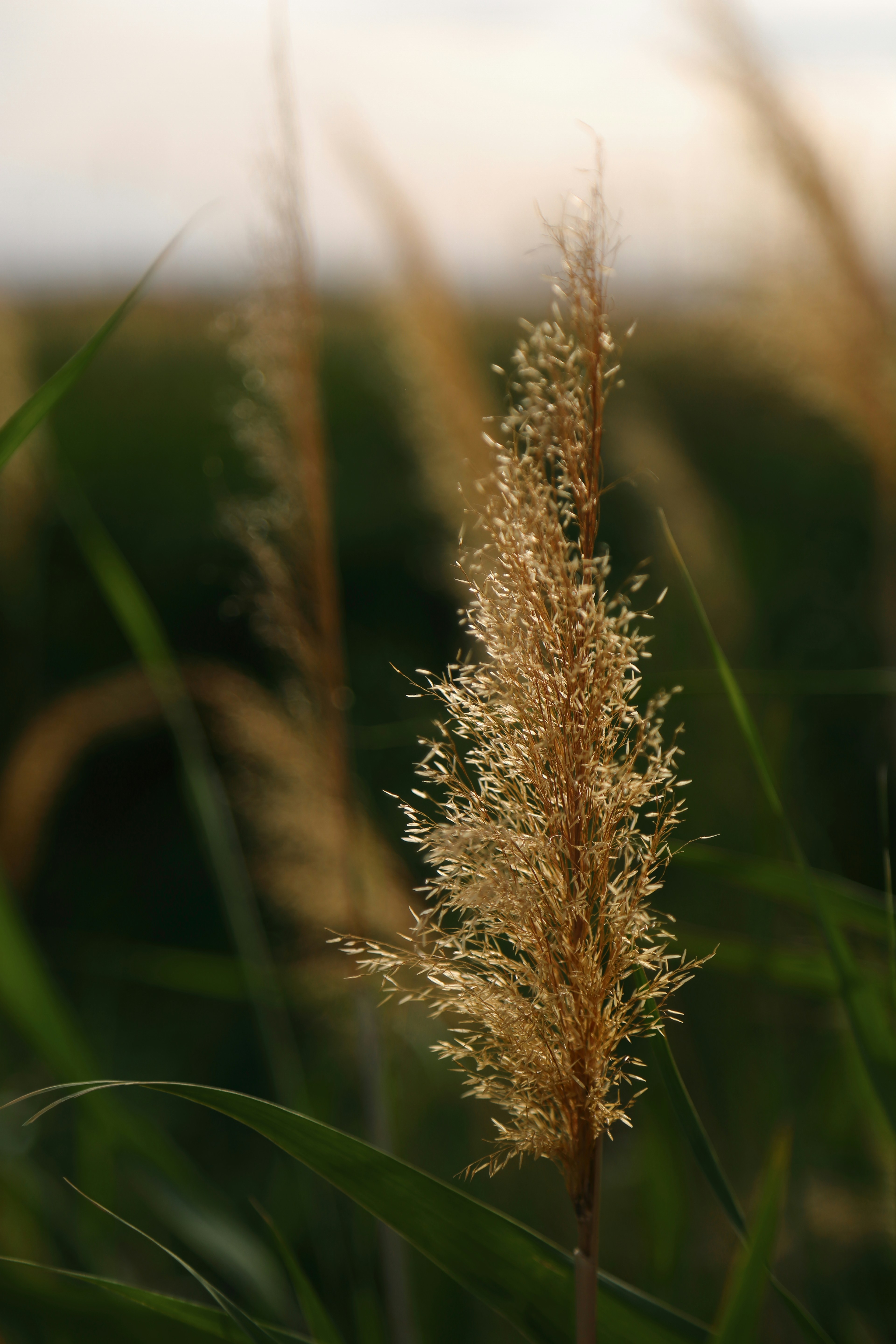 Tall grass with golden seed heads swaying gently against a blurred green background.