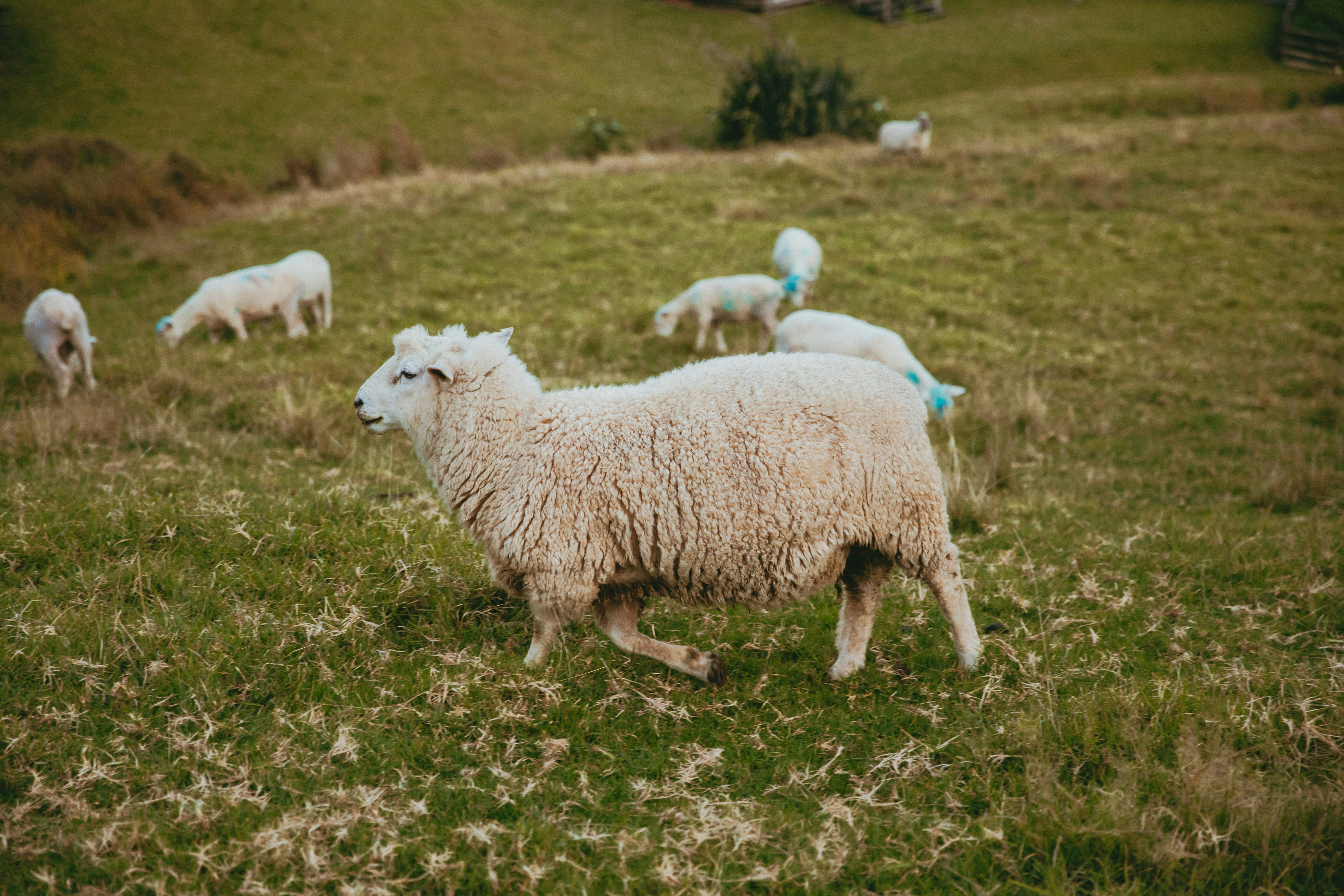 A herd of sheep standing on top of a lush green field photo – Free ...